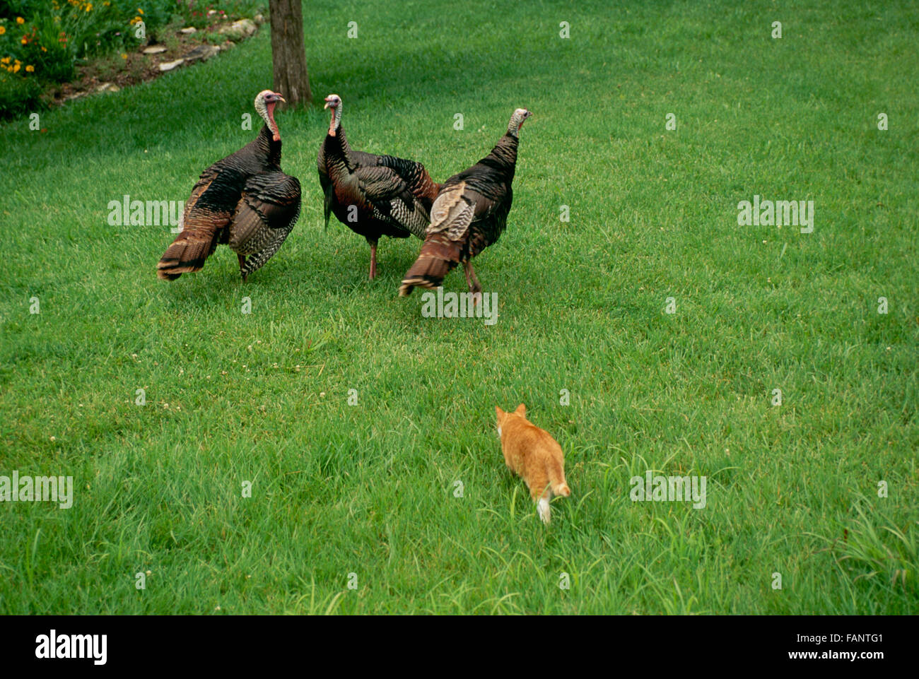 Herding cats hi-res stock photography and images - Alamy