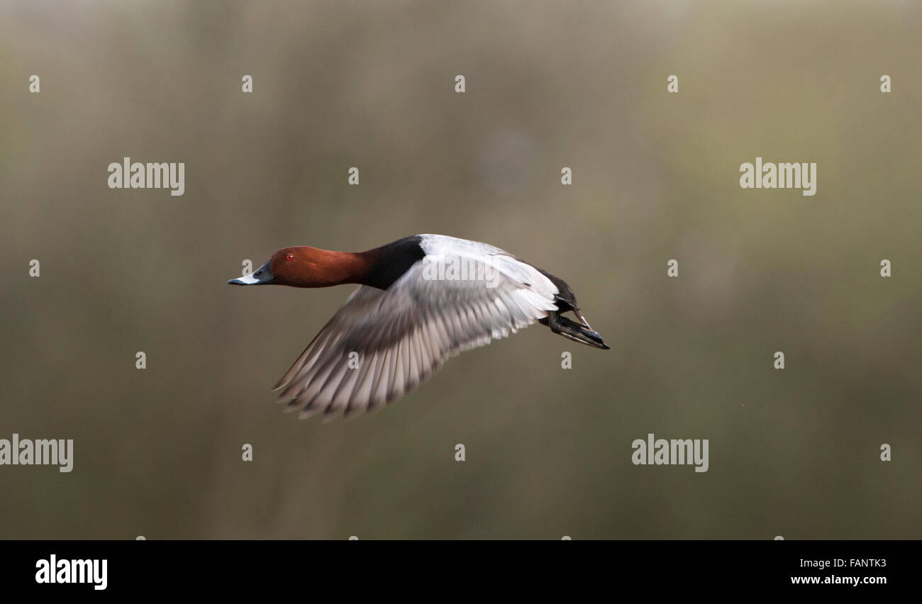 Drake flying hi-res stock photography and images - Alamy