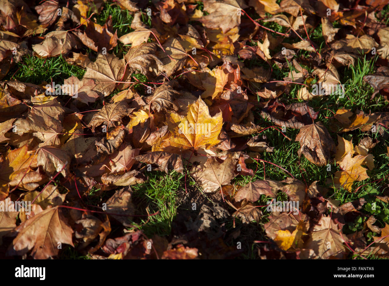 Autumn leaves on the ground Stock Photo - Alamy
