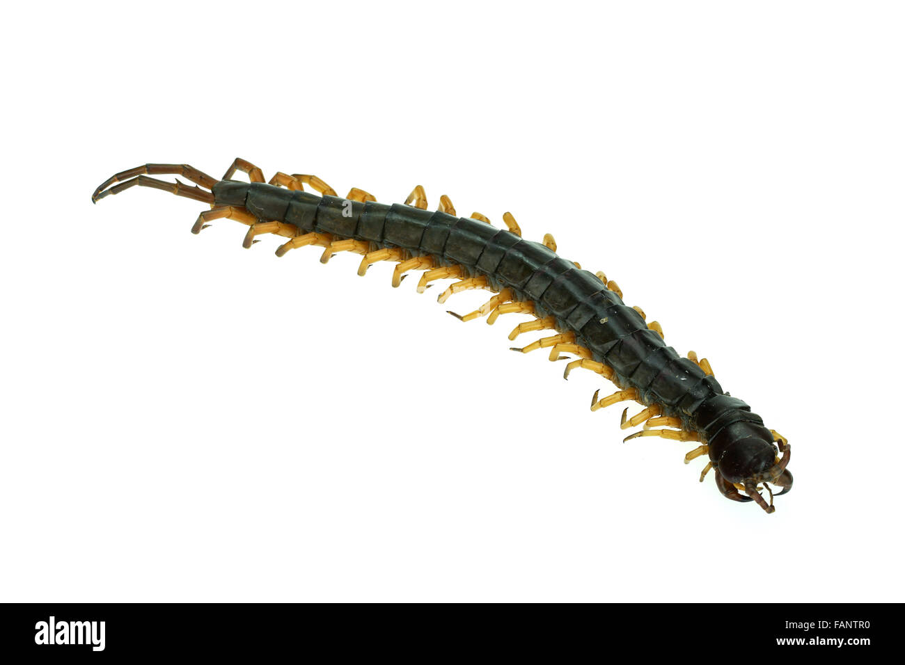 Centipede isolated on white background Stock Photo - Alamy
