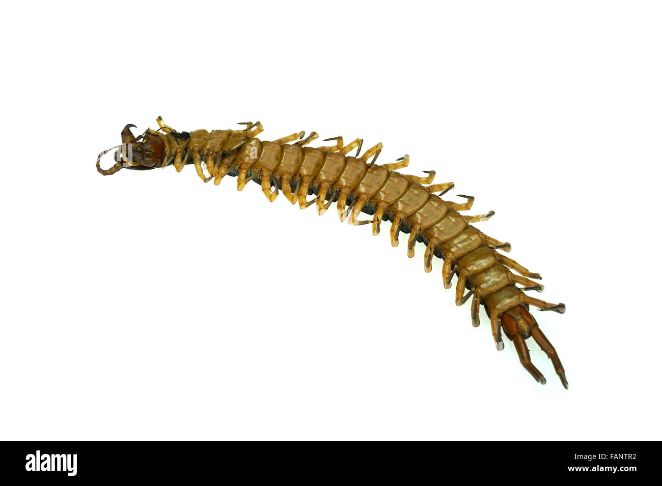 Dead centipede isolated on white background Stock Photo - Alamy