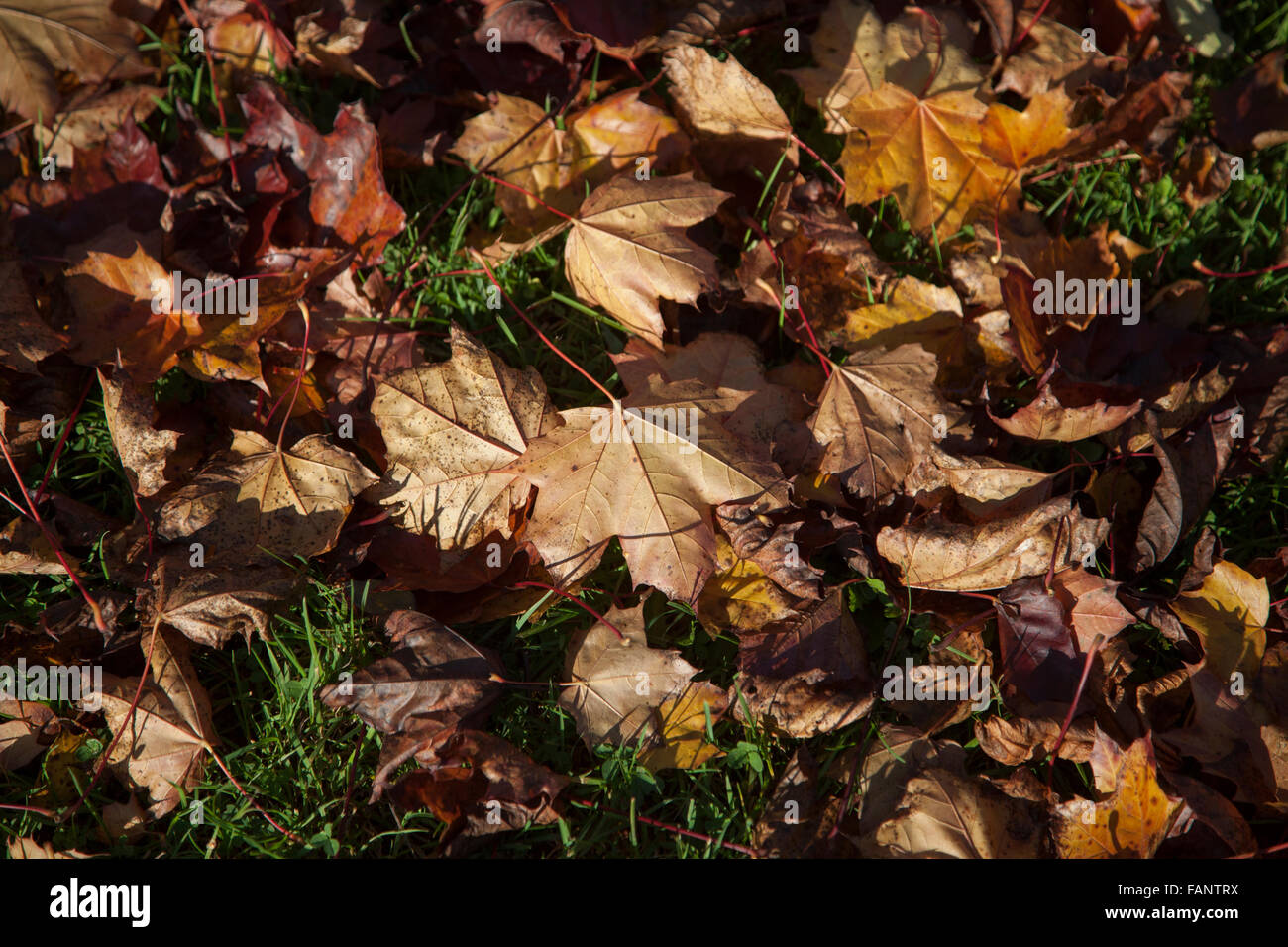 Natural degradation of fallen leaves hi-res stock photography and ...