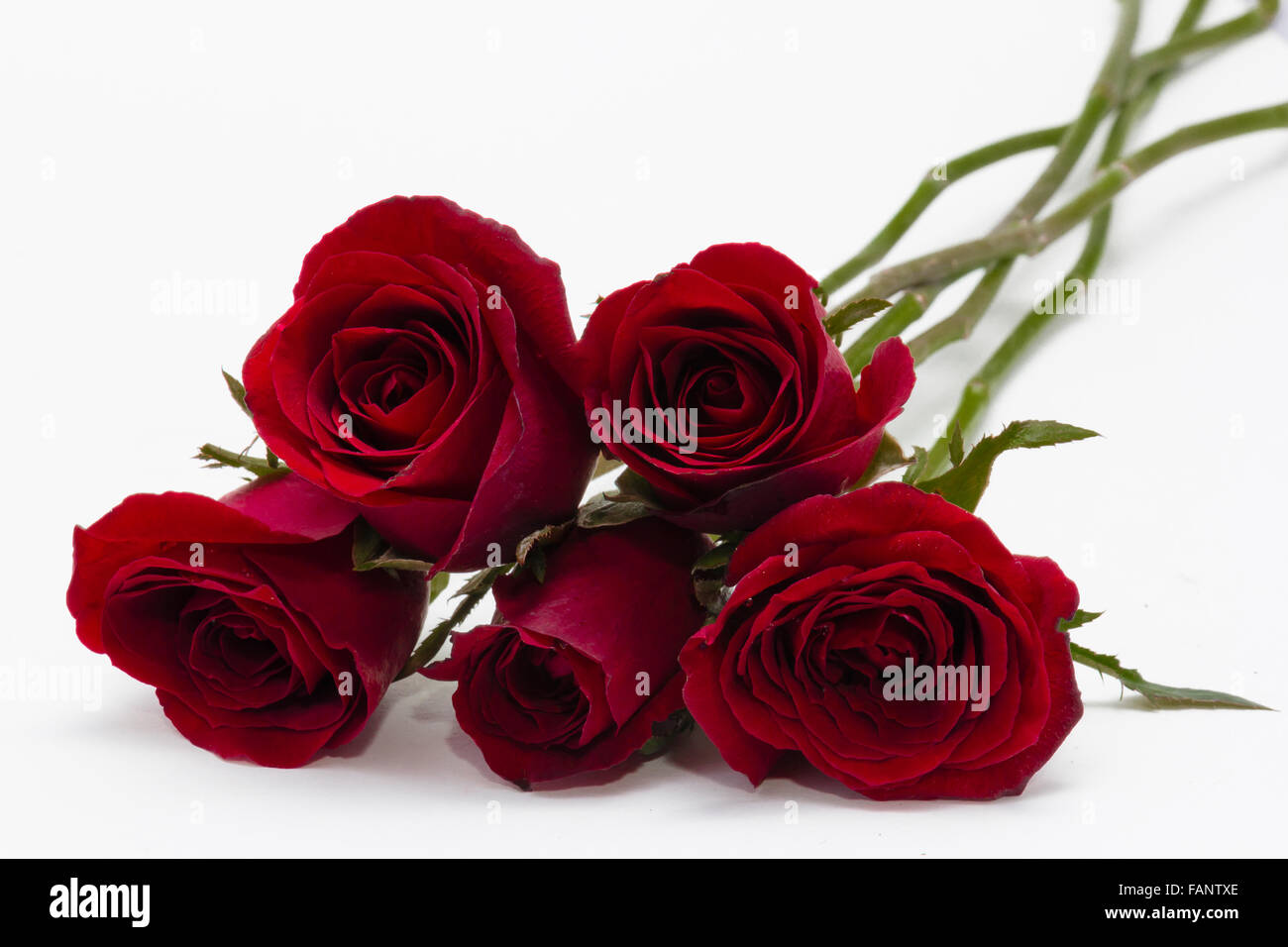 Red roses isolated on white background Stock Photo - Alamy