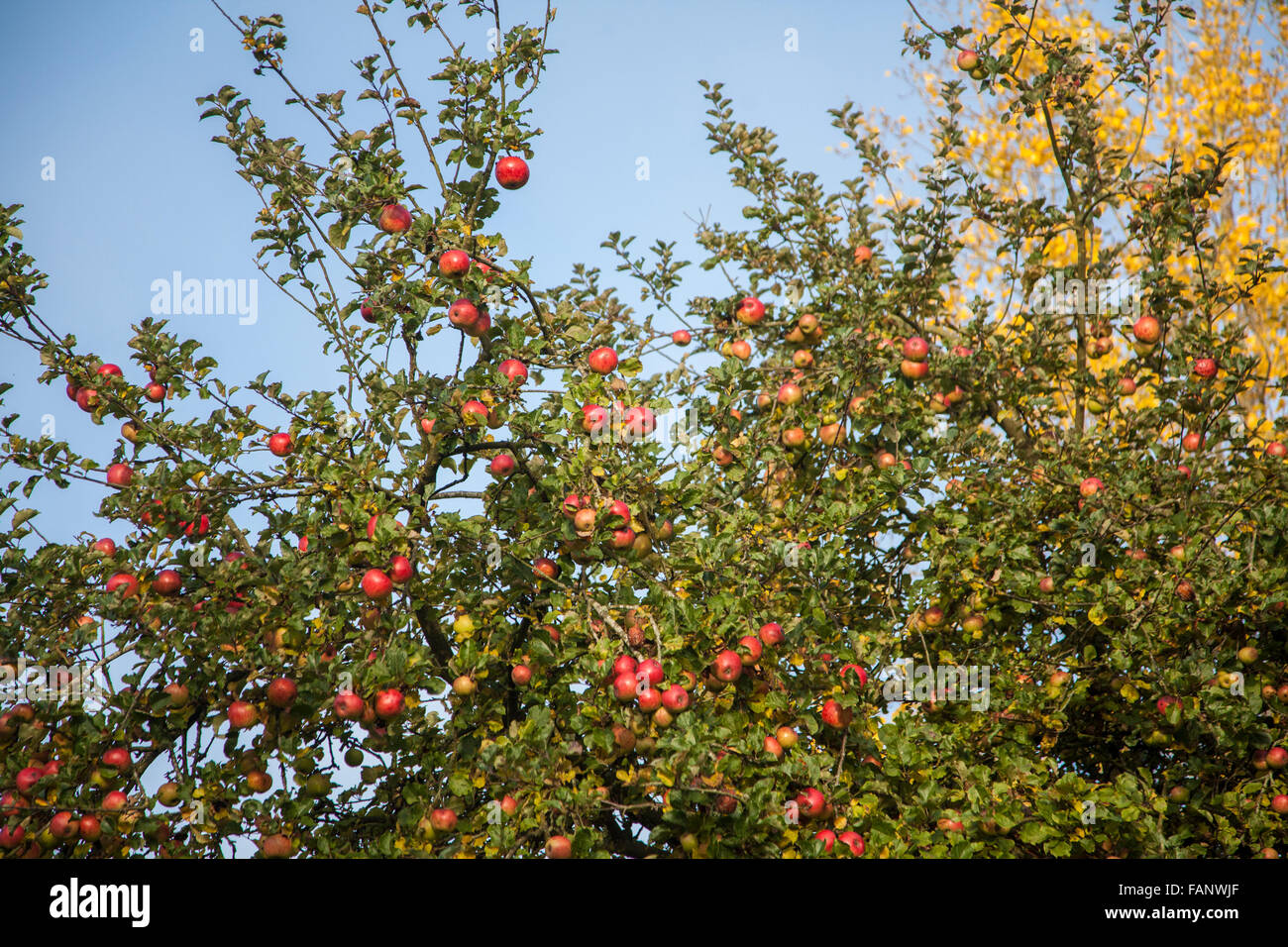 bright red apples in apple tree with bright blue sky behind on summer ...