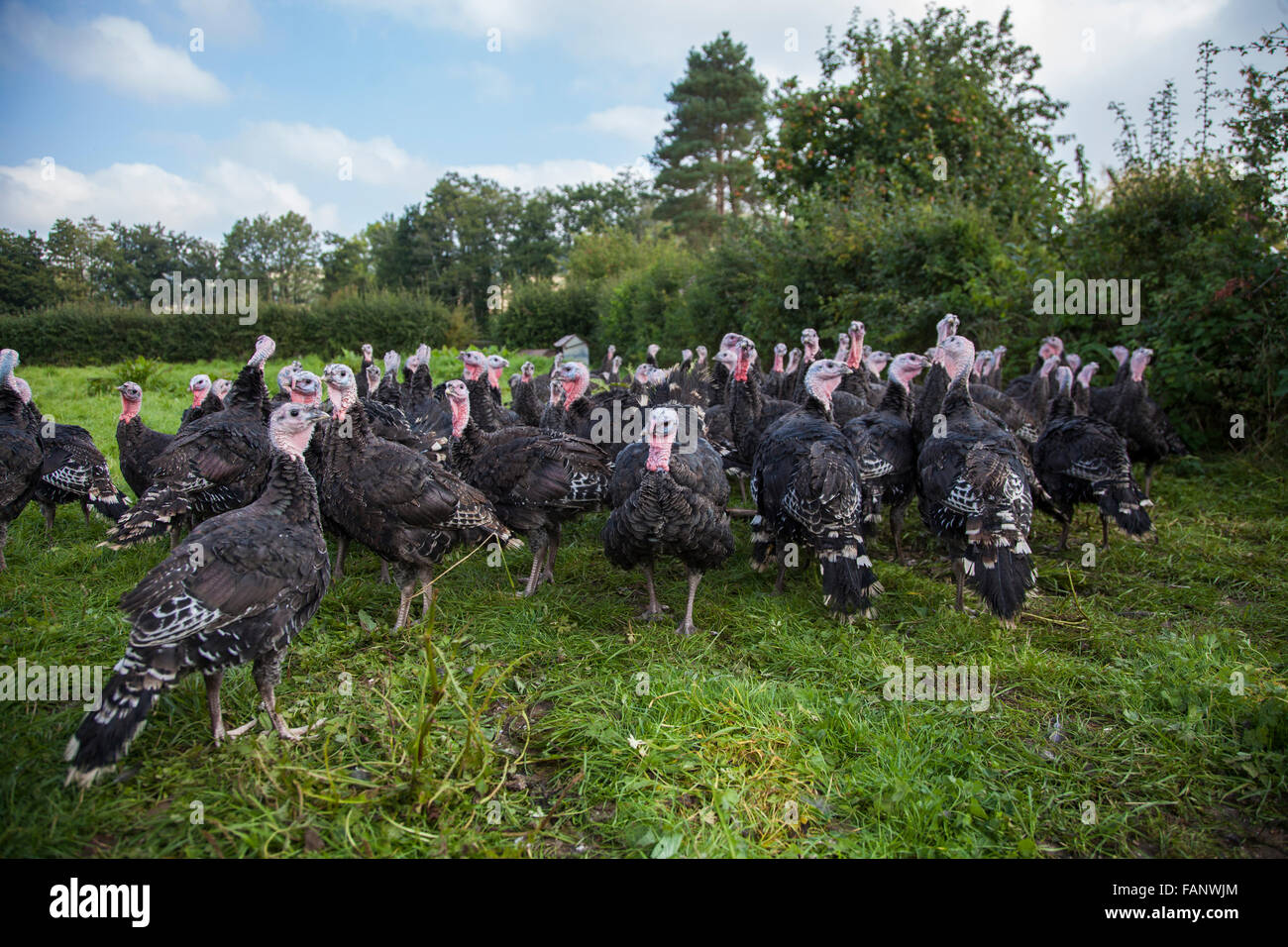 Keeping Turkeys High Resolution Stock Photography and Images - Alamy