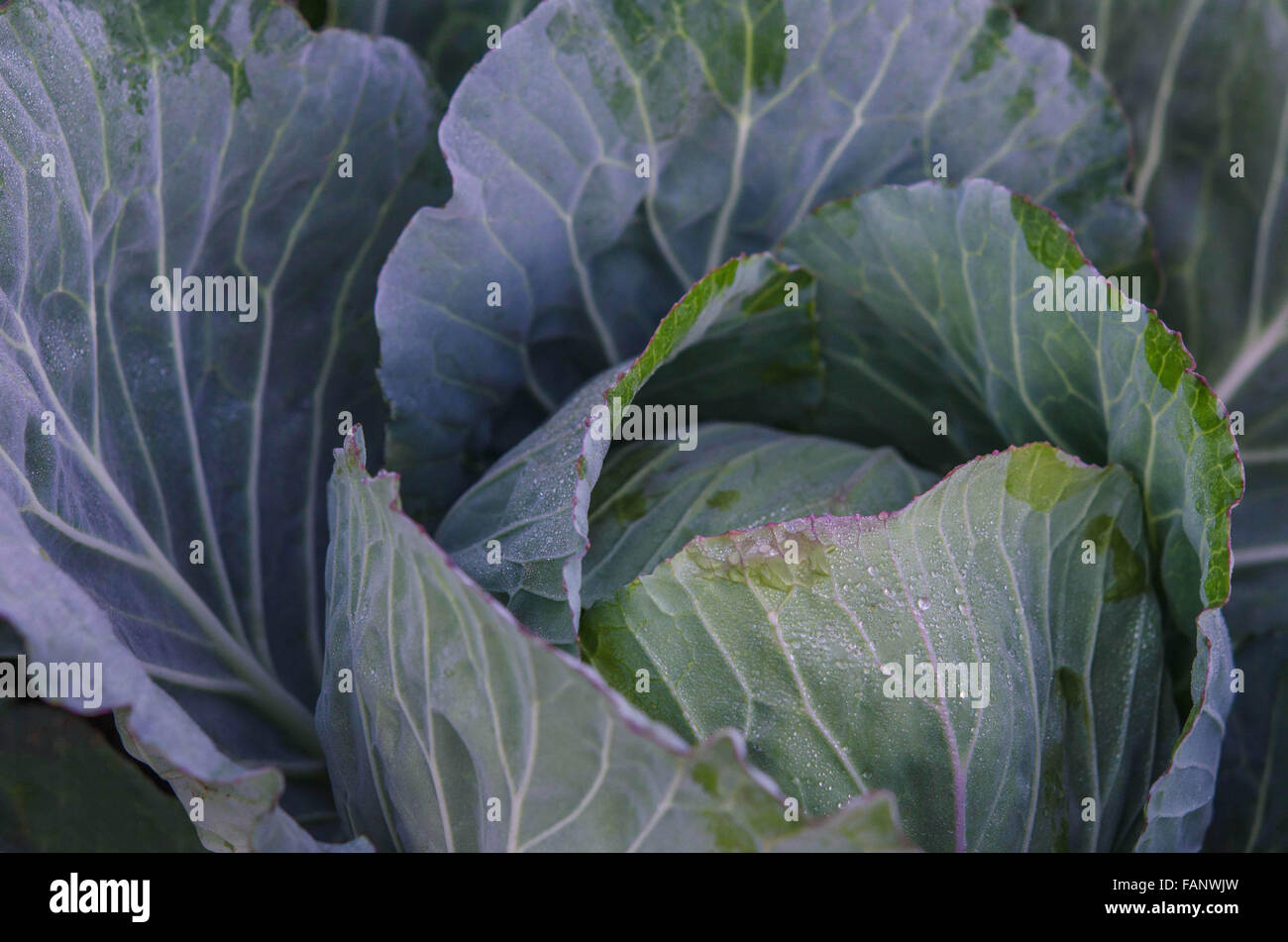 close-up of fresh cabbage in the vegetable garden Stock Photo - Alamy