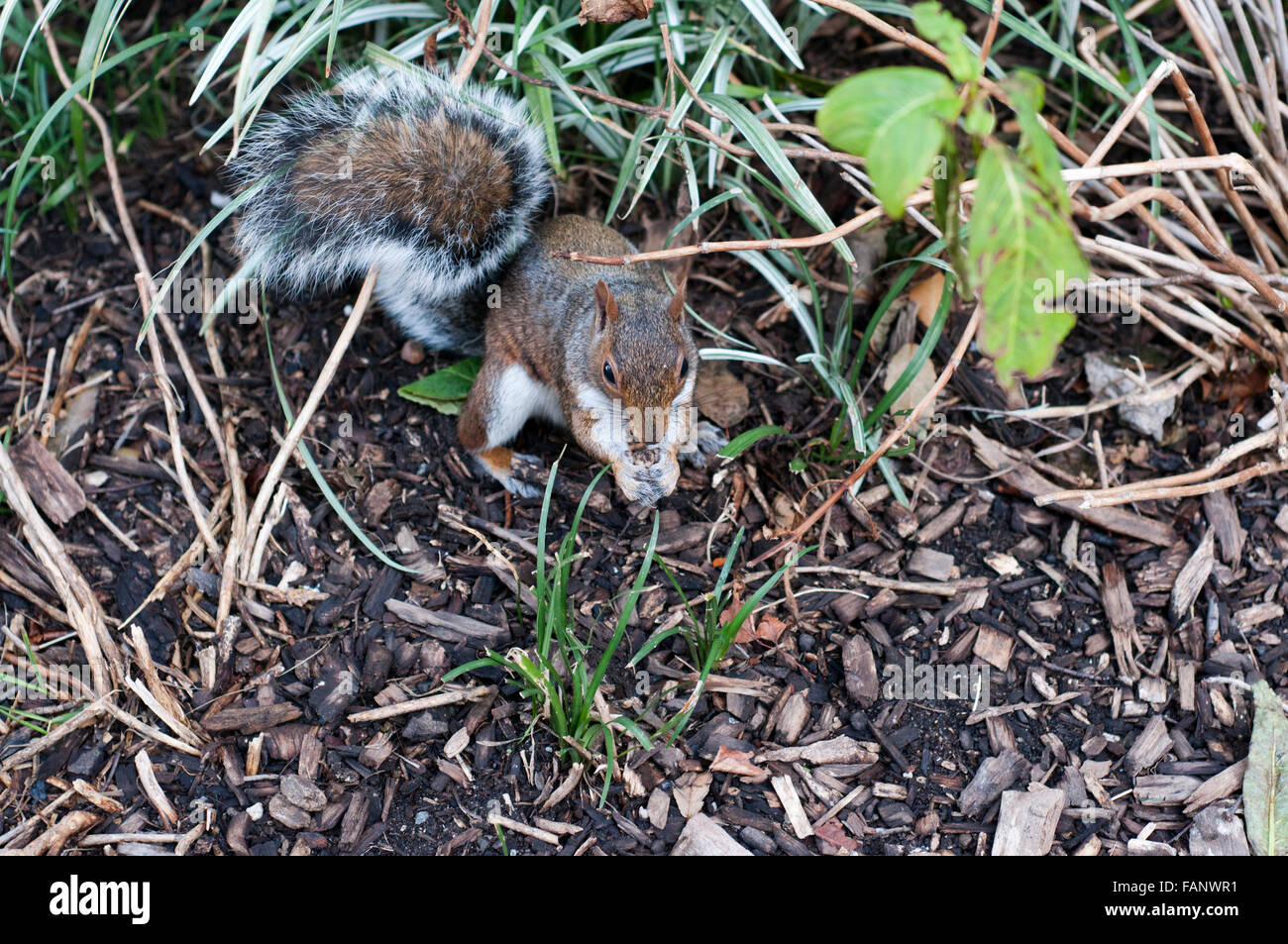 Squirrel icon hi-res stock photography and images - Alamy