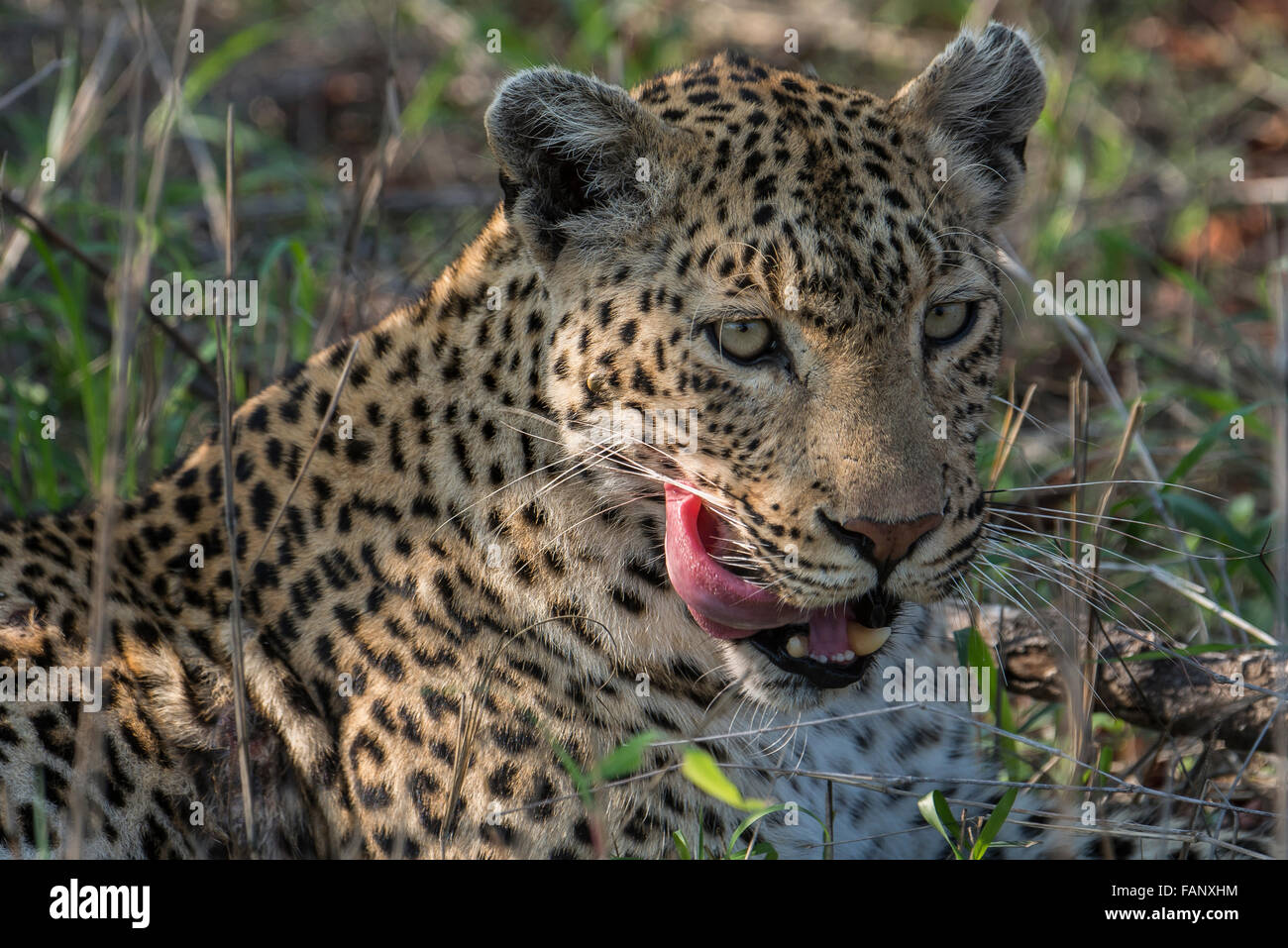 Leopard (Panthera pardus), female, portrait, lying in grass, Sabi Sands ...