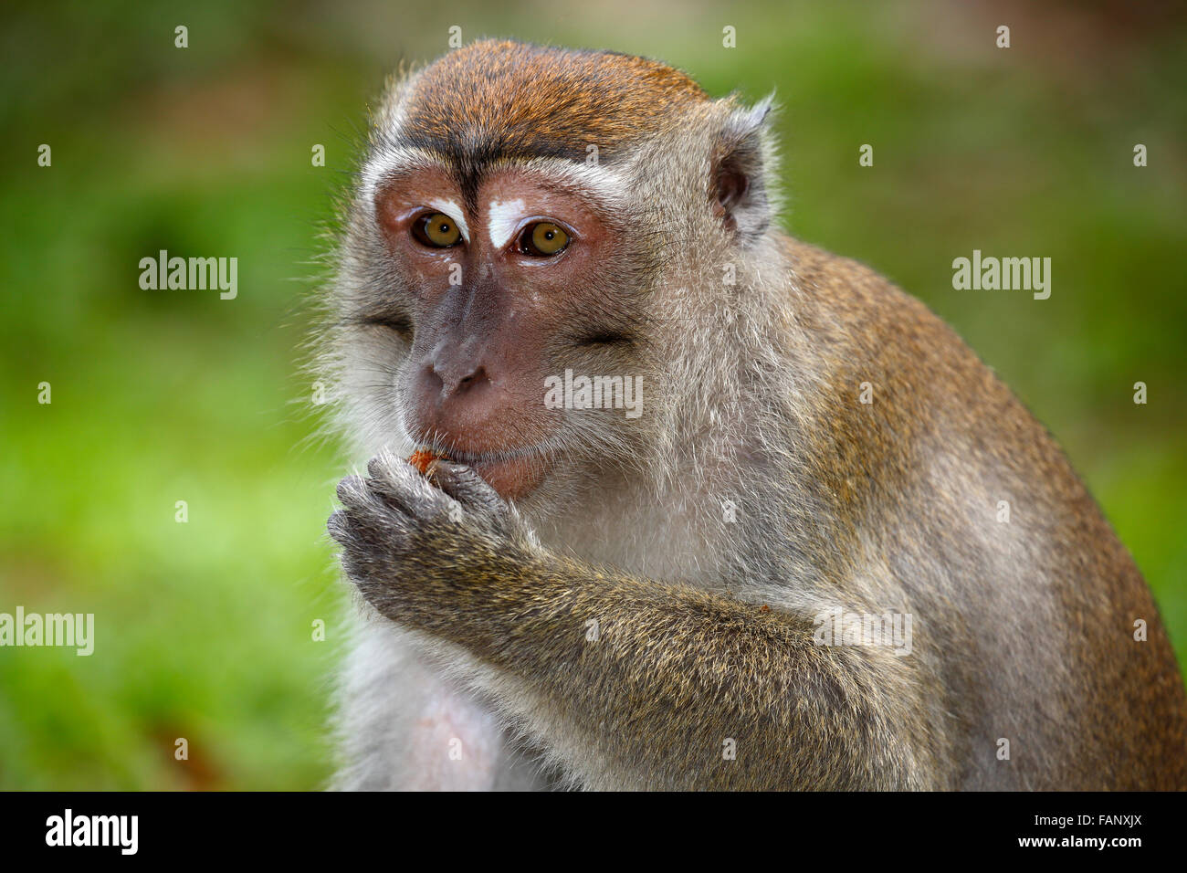 Crab-eating macaque (Macaca fascicularis), eating, Bako National Park ...