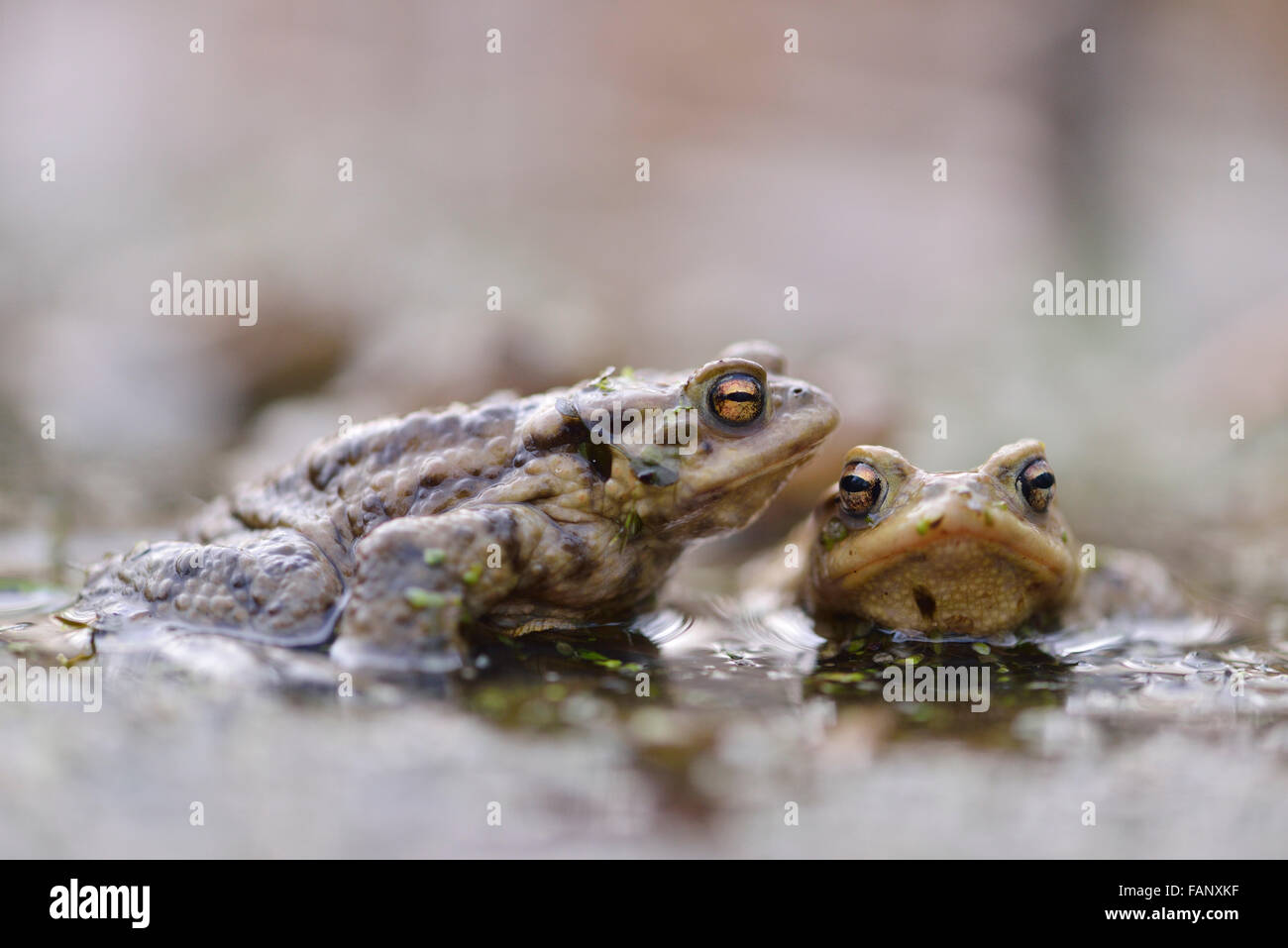 Common toads (Bufo bufo) in forest pond, spawning season, Erfurt, Thuringia, Germany Stock Photo ...