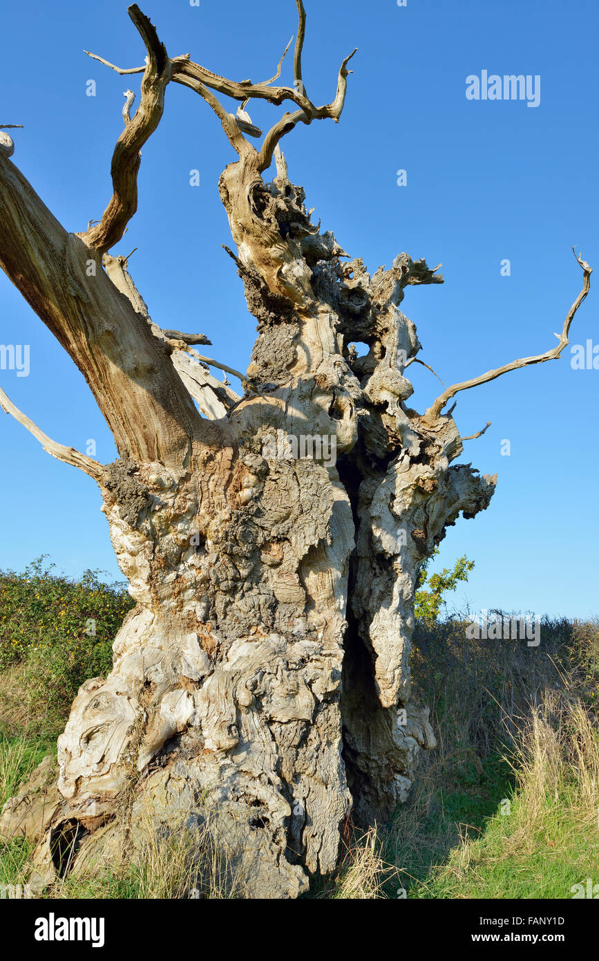 Very old pedunculate oak quercus robur hi-res stock photography and ...