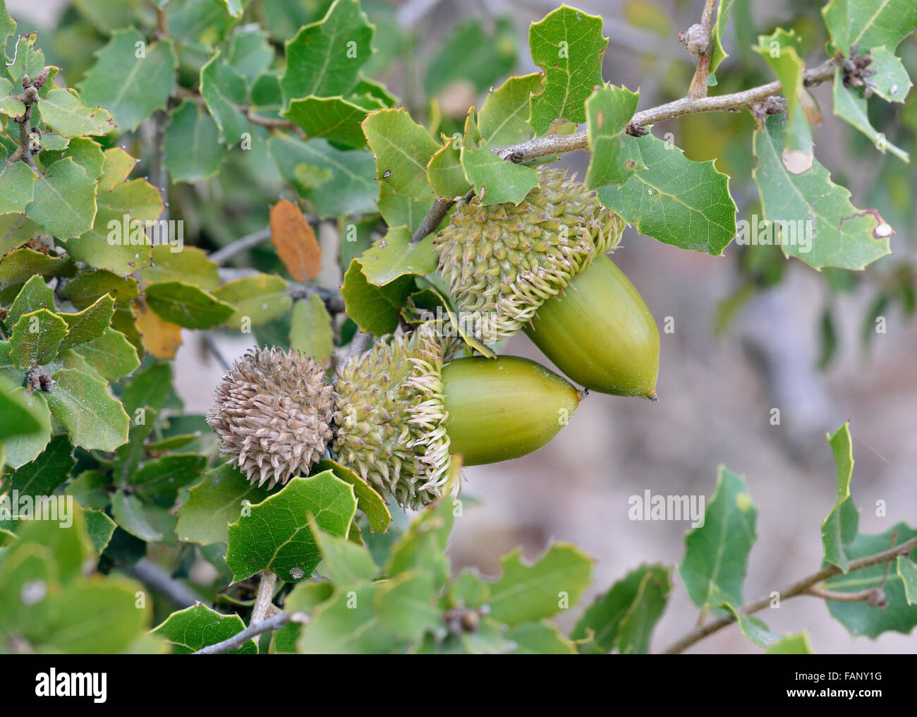 Kermes Oak - Quercus coccifera Acorns & Leaves Stock Photo - Alamy