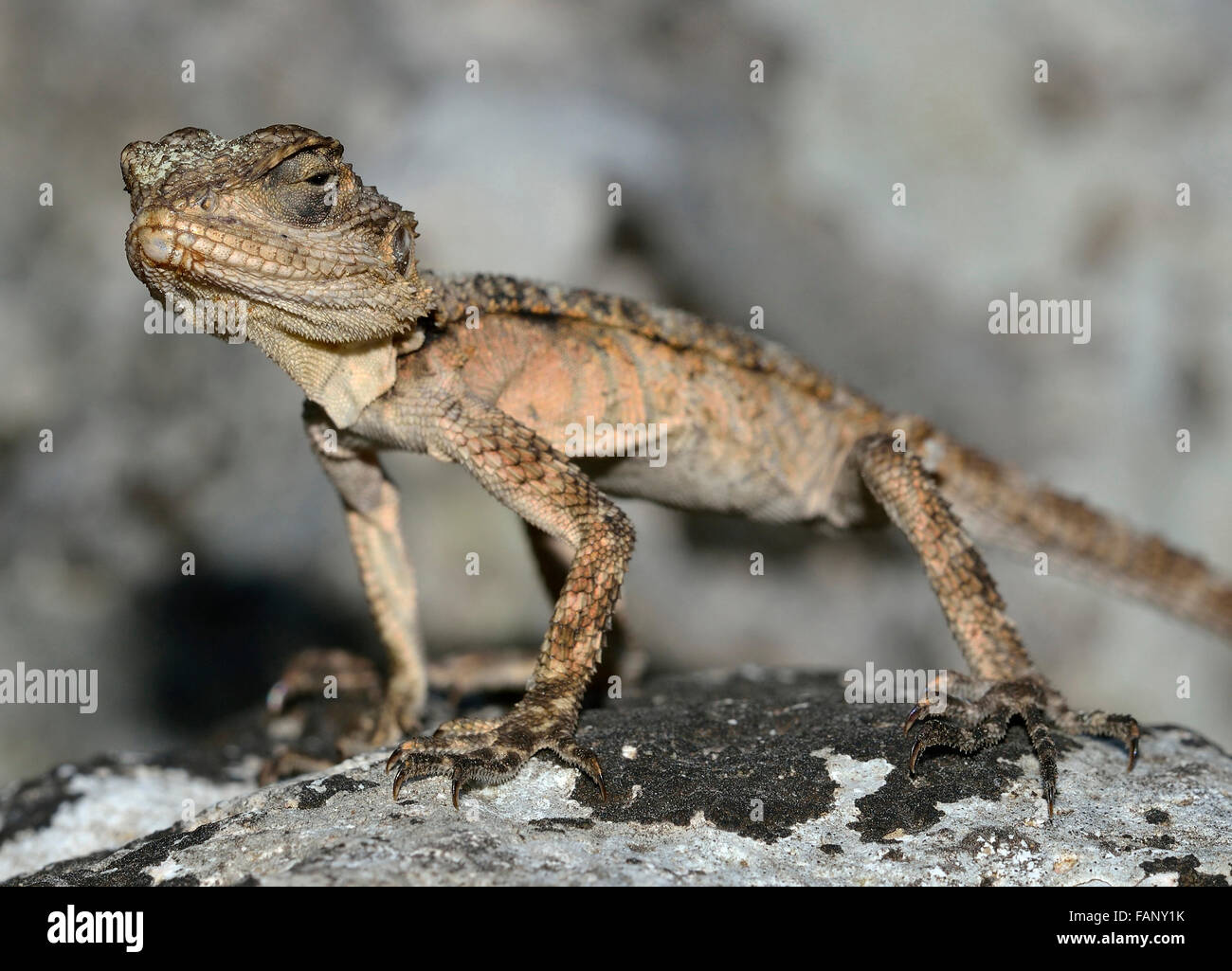 Starred Agama - Laudakia stellio Lizard on a rock Stock Photo - Alamy