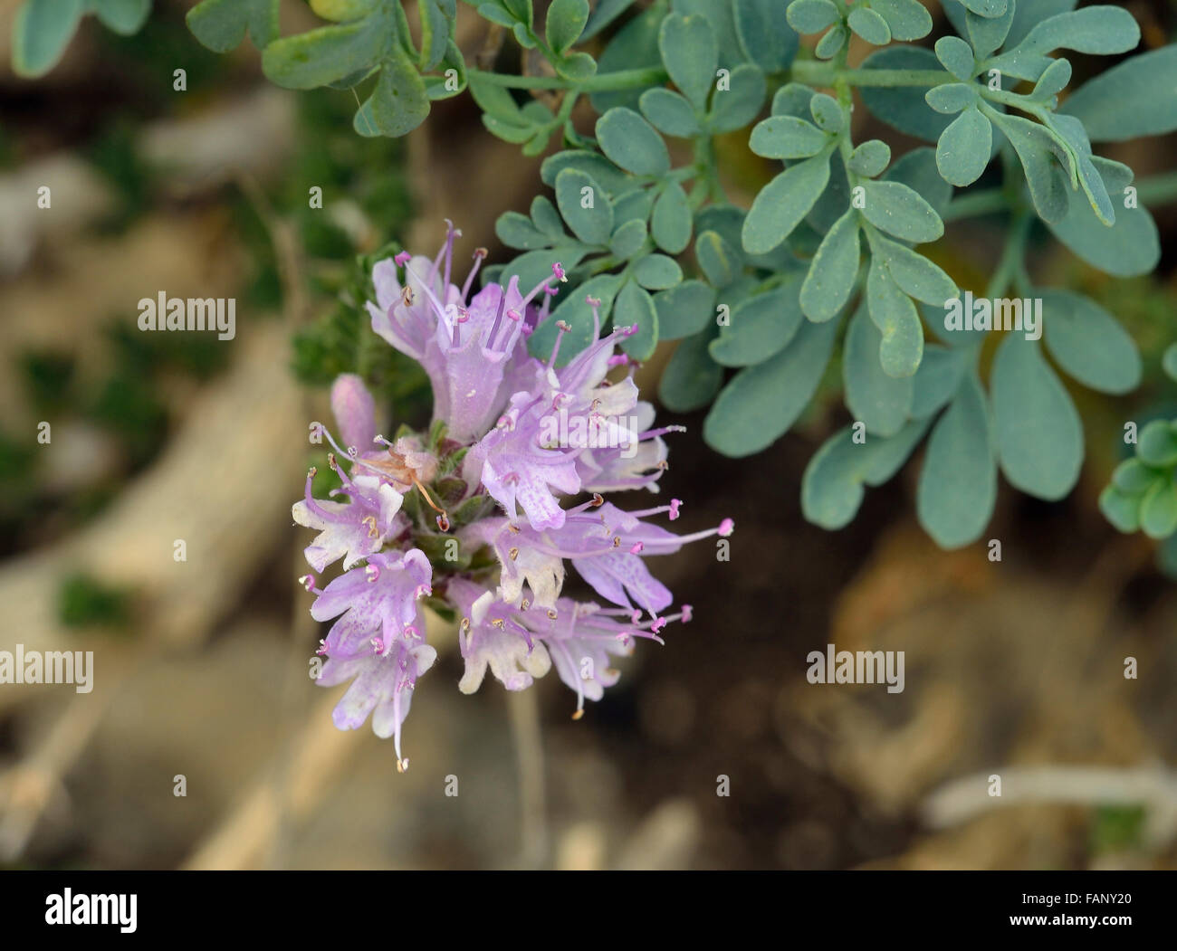 Headed Thyme - Thymus capitatus Mediterranean Wild Flower Stock Photo ...