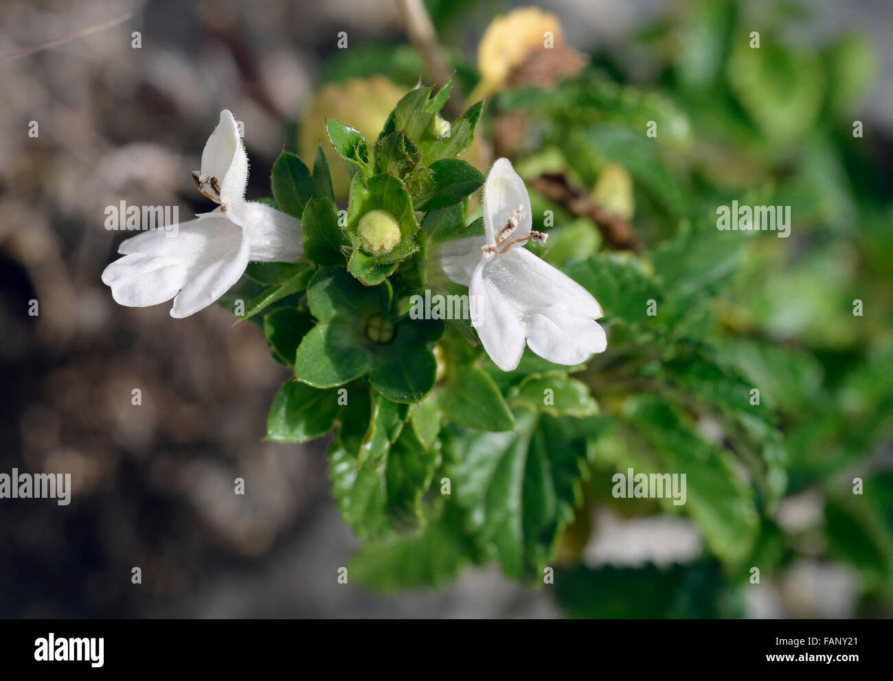 Cyprus wild flower hi-res stock photography and images - Alamy