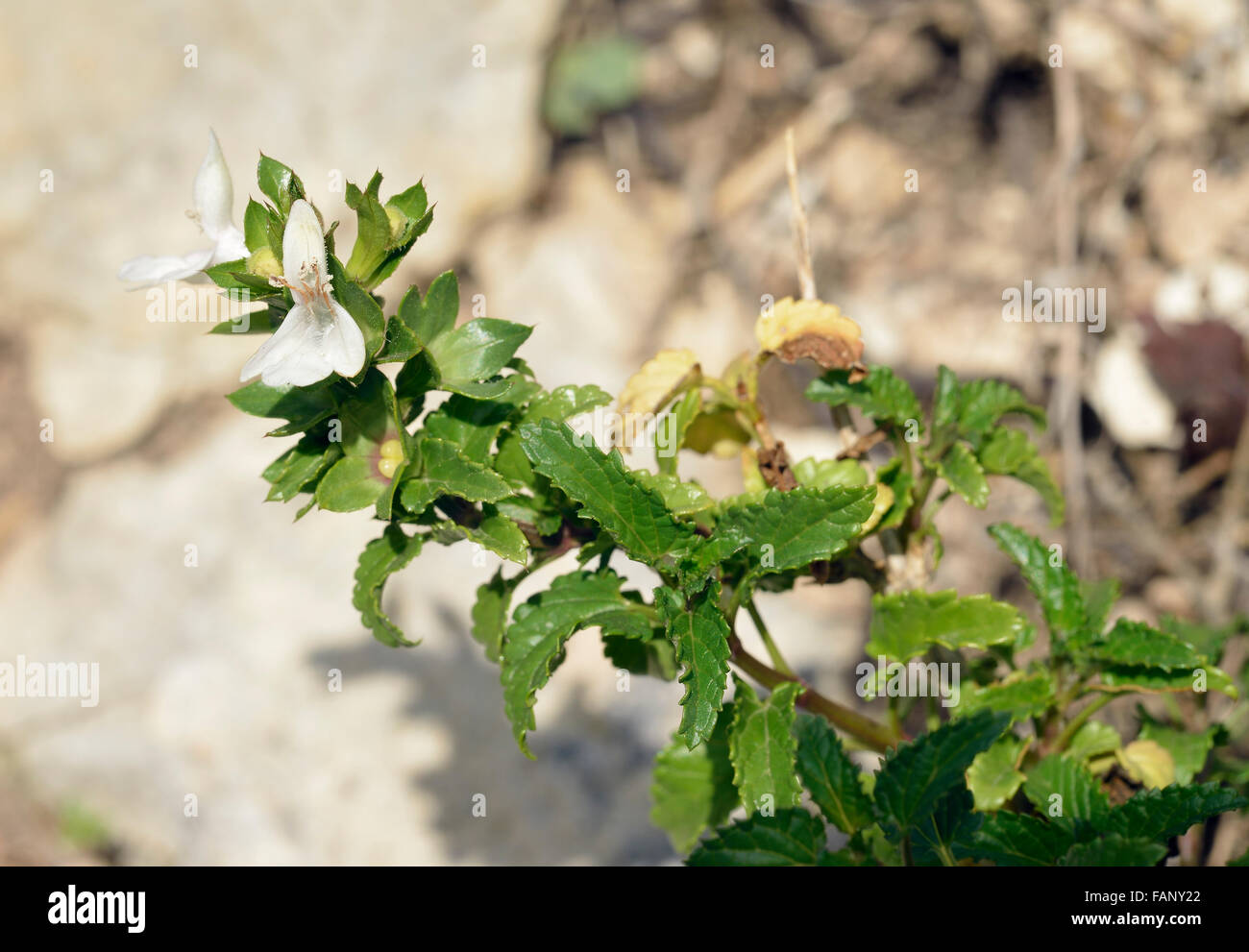 Prasium majus hi-res stock photography and images - Alamy