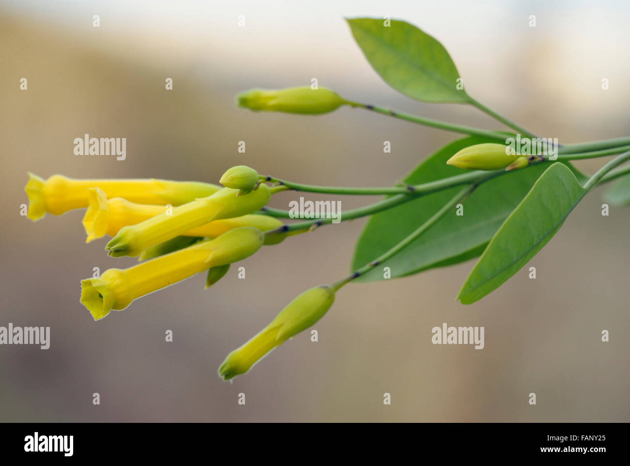 Shrub Tobacco - Nicotiana glauca Naturalised plant from South America ...