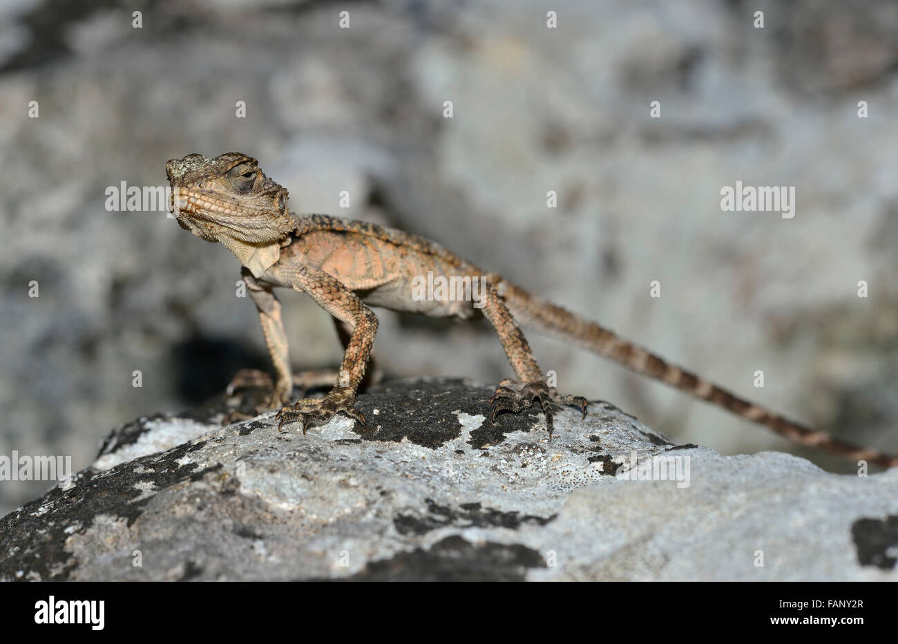 Starred Agama - Laudakia stellio Lizard on a rock Stock Photo - Alamy