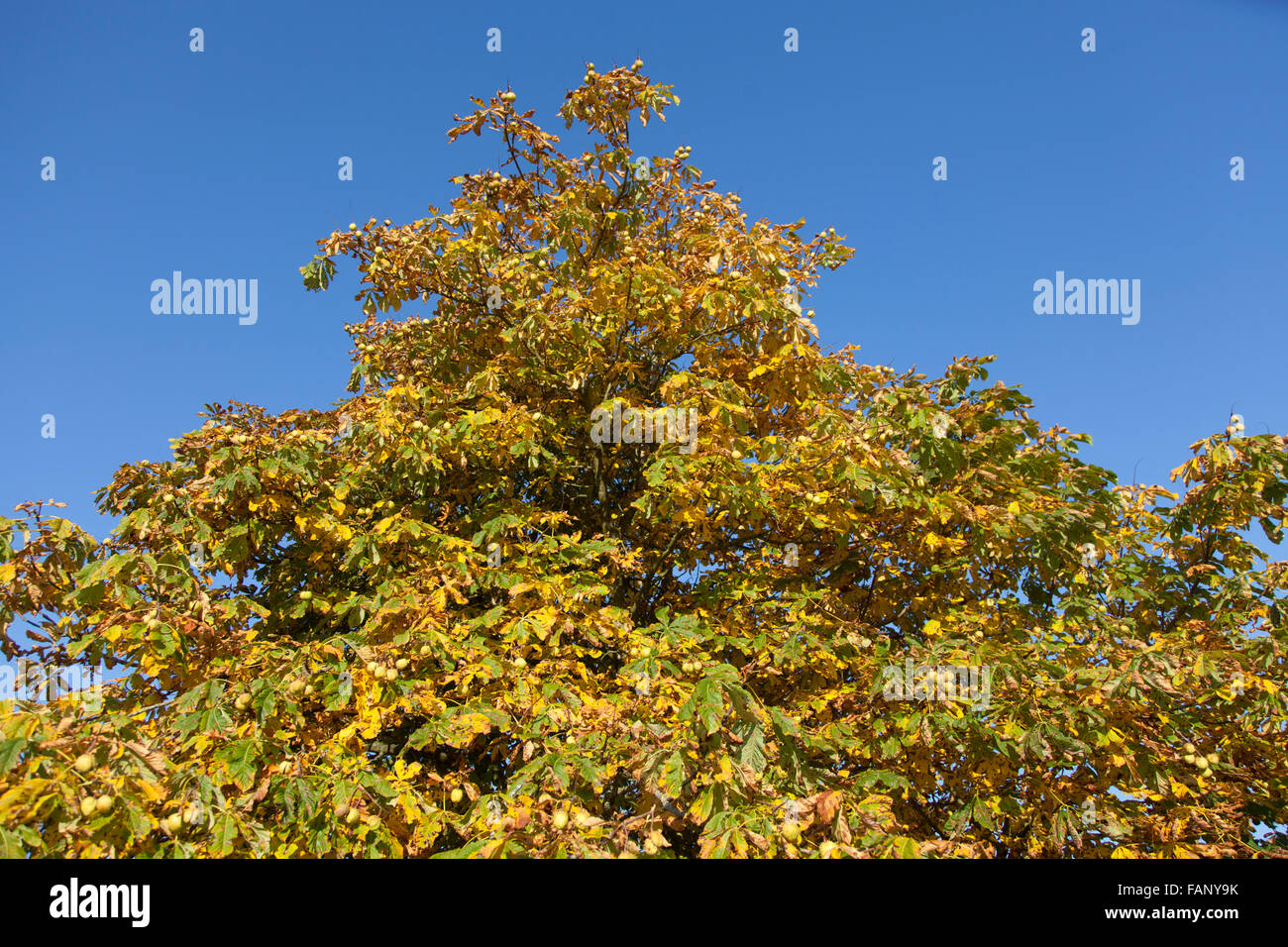 conker tree leaves against a bright blue sky Stock Photo - Alamy