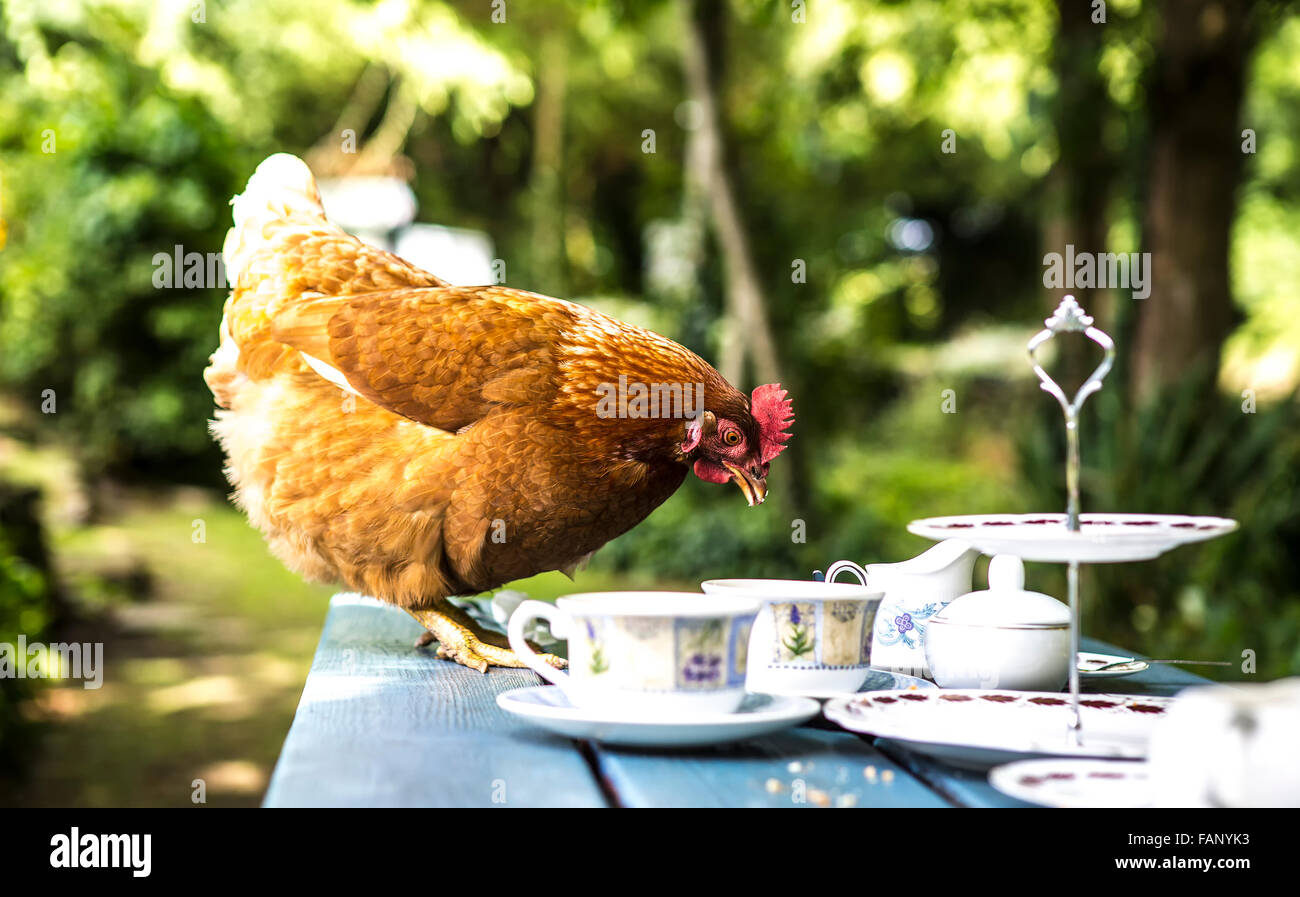 Chicken hi-res stock photography and images - Alamy