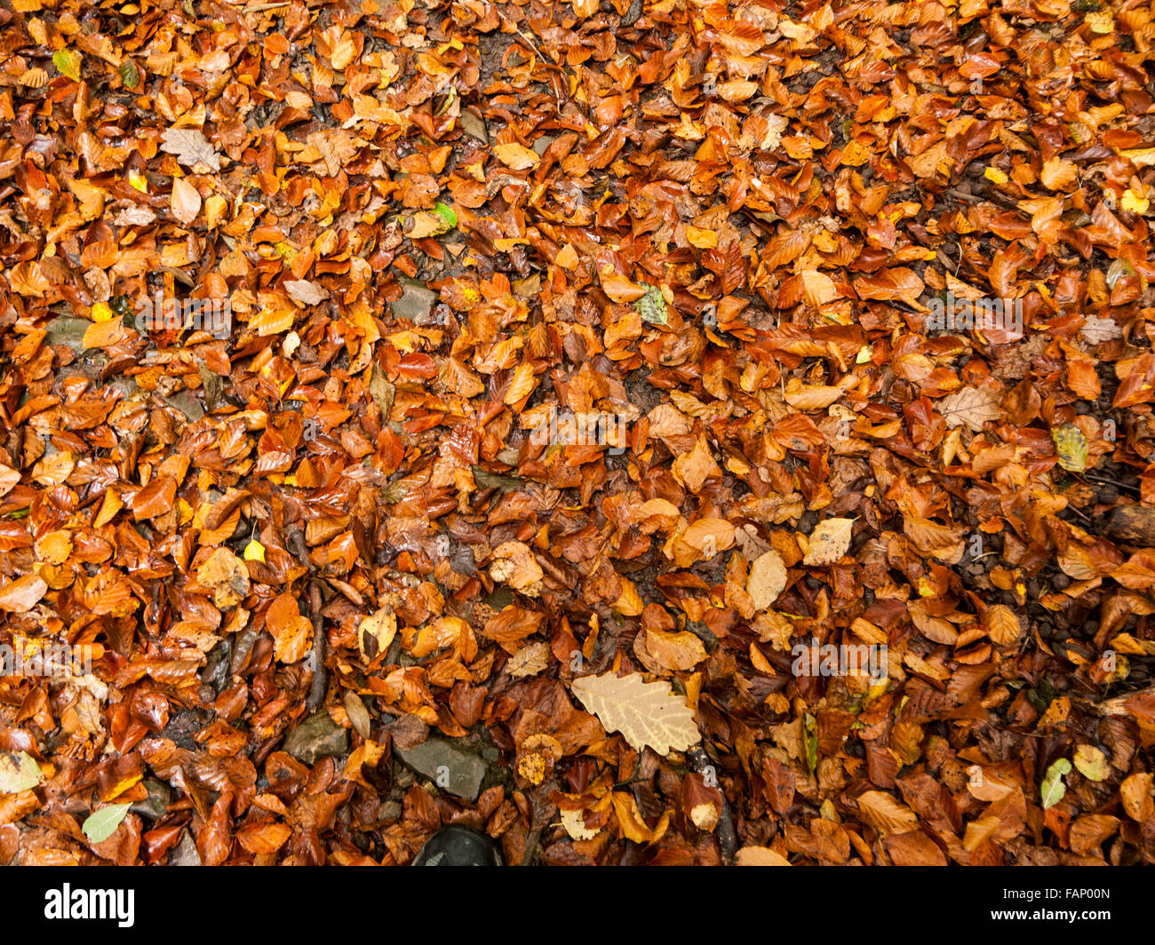 Fallen autumn leaves on the ground Stock Photo - Alamy