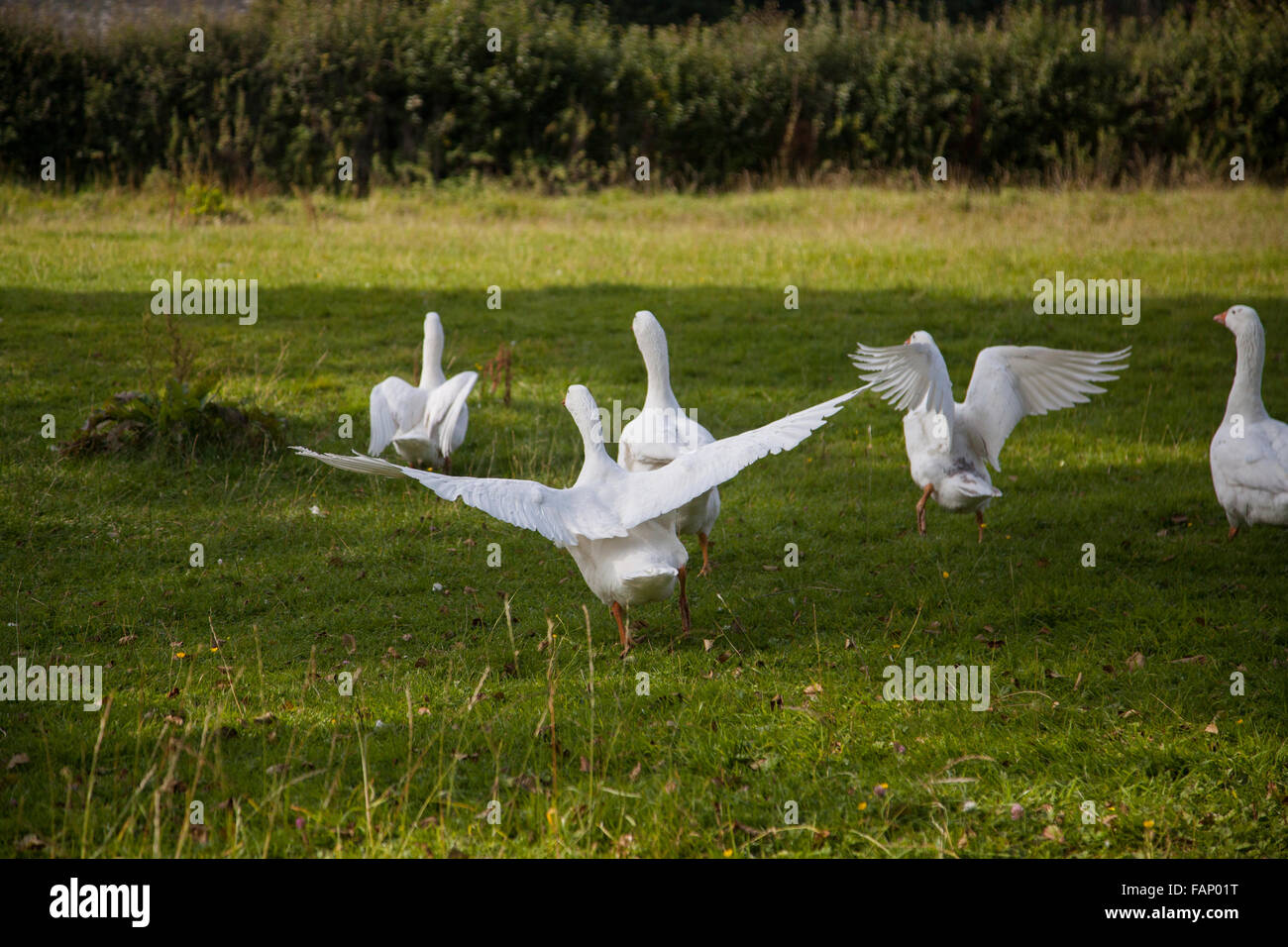 Real geese hi-res stock photography and images - Alamy