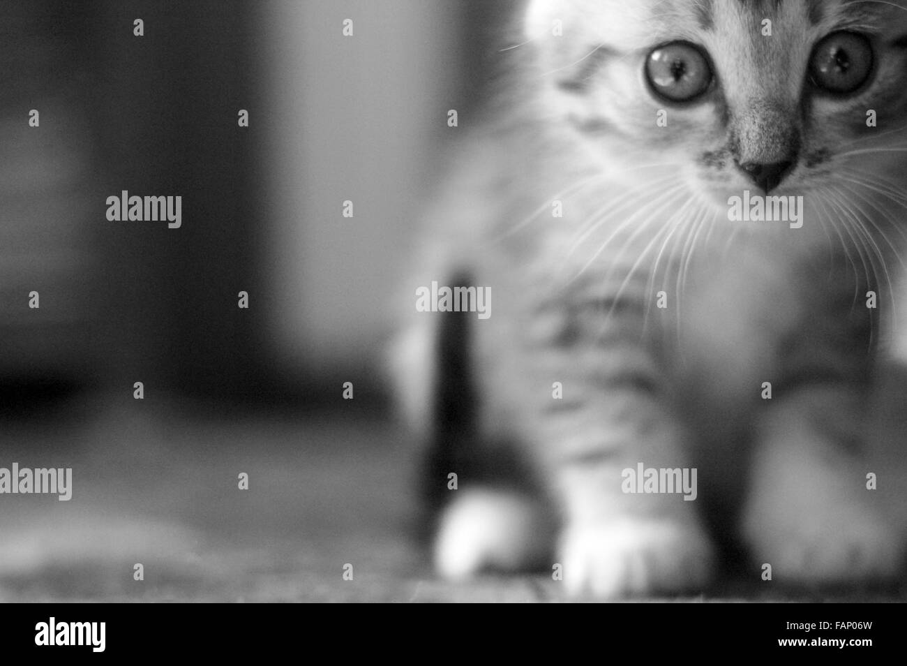 A black & white portrait of a cute little kitten looking scared Stock ...