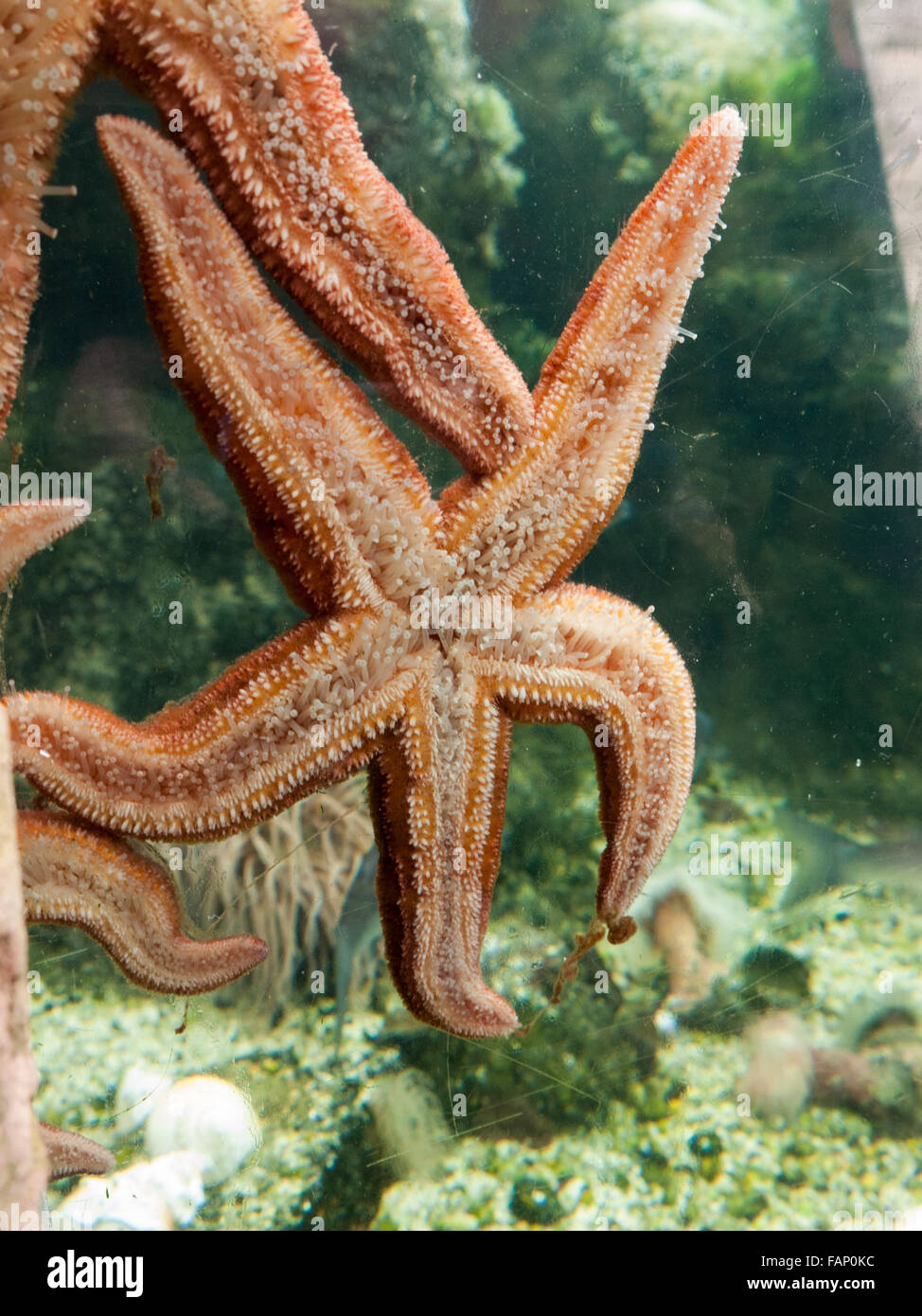 Star fish, showing underside, aquarium, Cornish seal sanctuary, Gweek ...