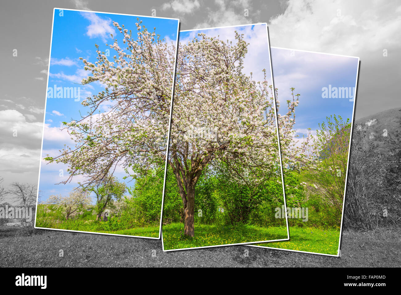 Abstract image of the apple tree made from three cards on monochrome ...