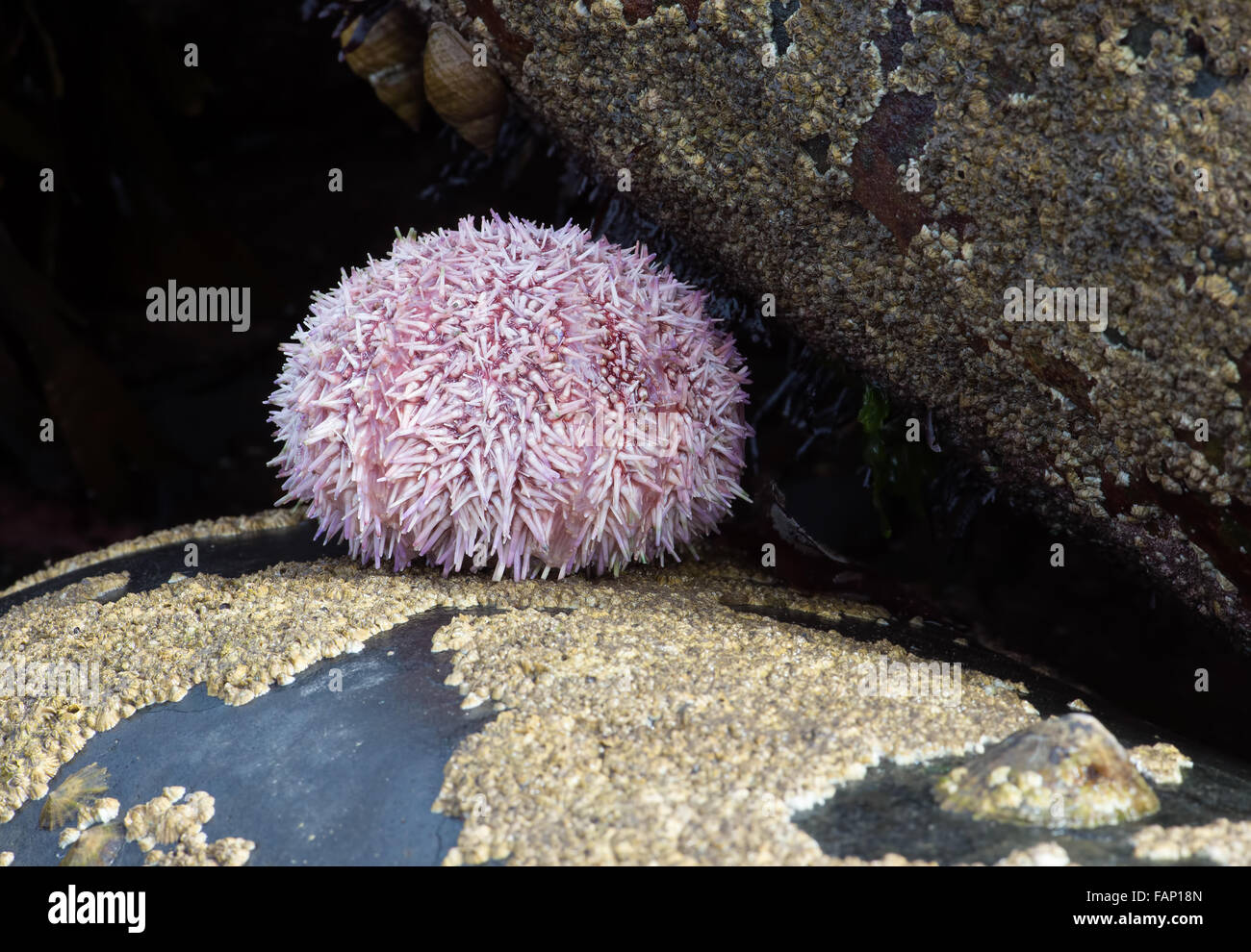 Spiky round sea creature hi-res stock photography and images - Alamy