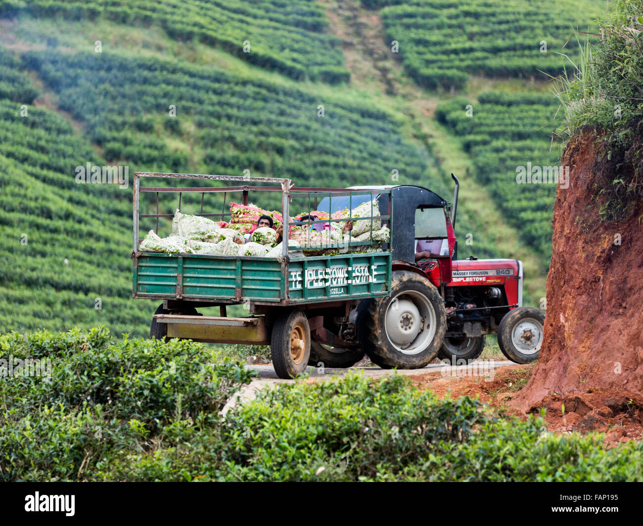 Workers rest in tractor pulled wagon on bags containing freshly picked ...