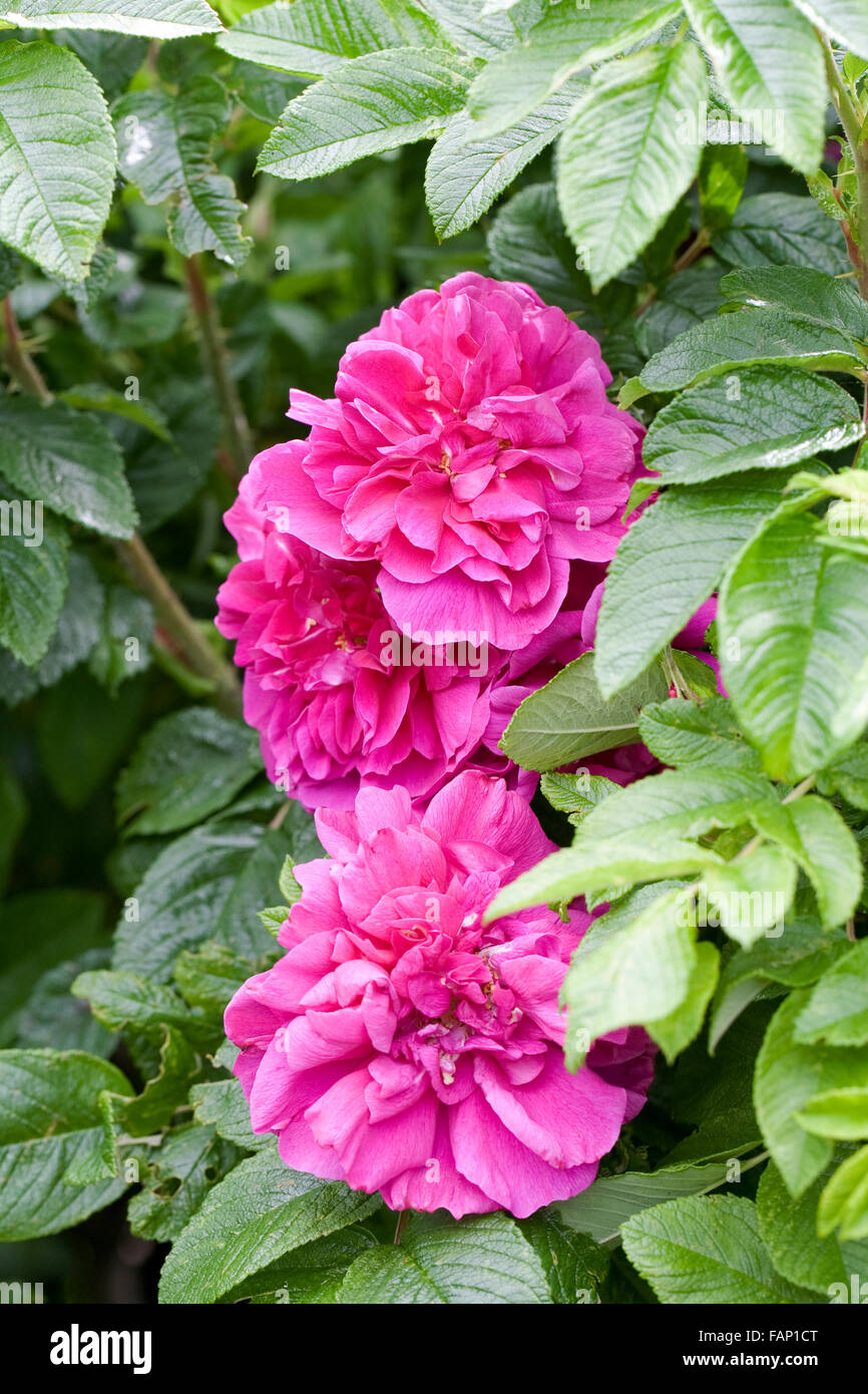 Rosa rugosa flowers Stock Photo - Alamy