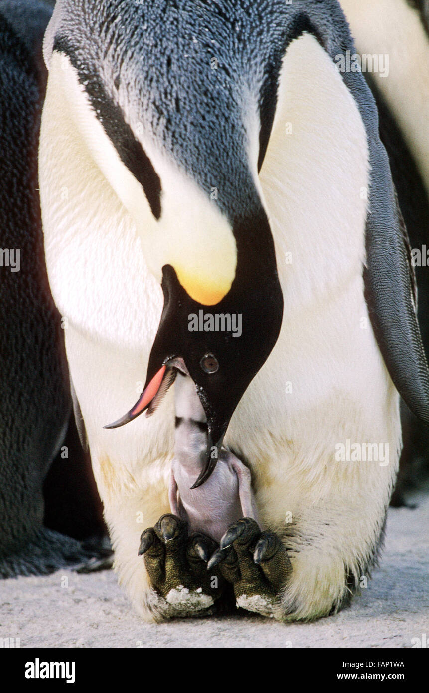 Emperor penguin feeding chick hi-res stock photography and images - Alamy