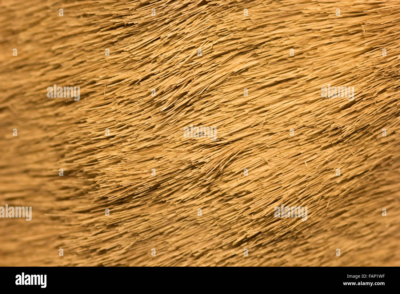 Hide animal hi-res stock photography and images - Alamy