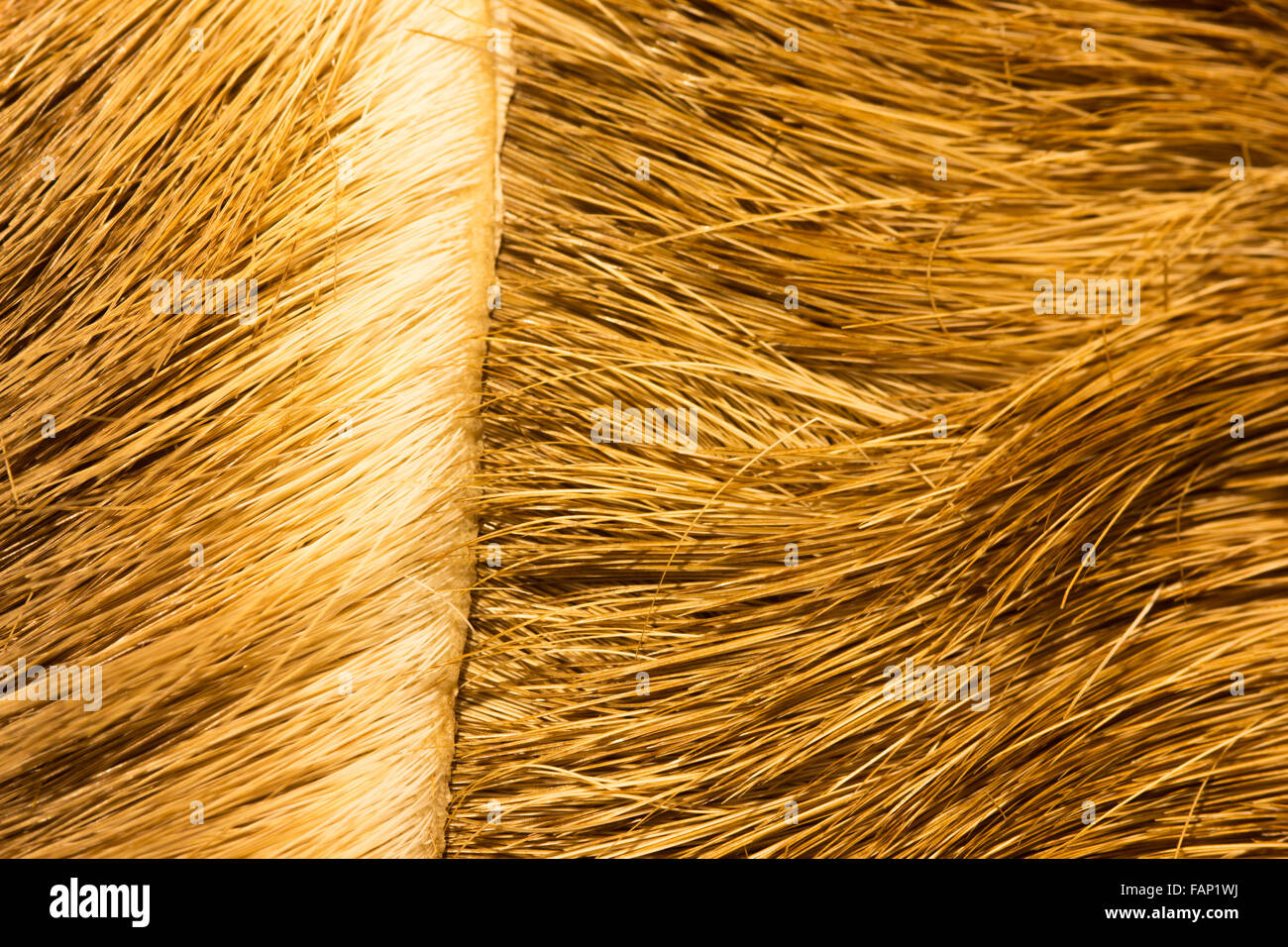 Hide animal hi-res stock photography and images - Alamy