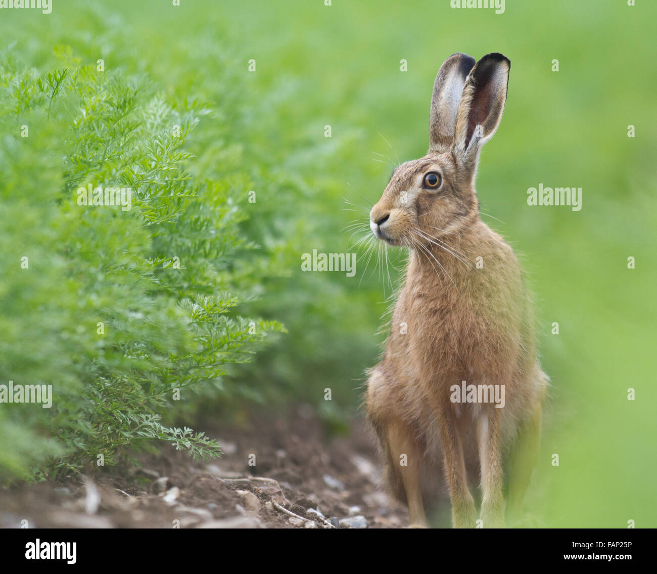 Hare coursing hi-res stock photography and images - Alamy