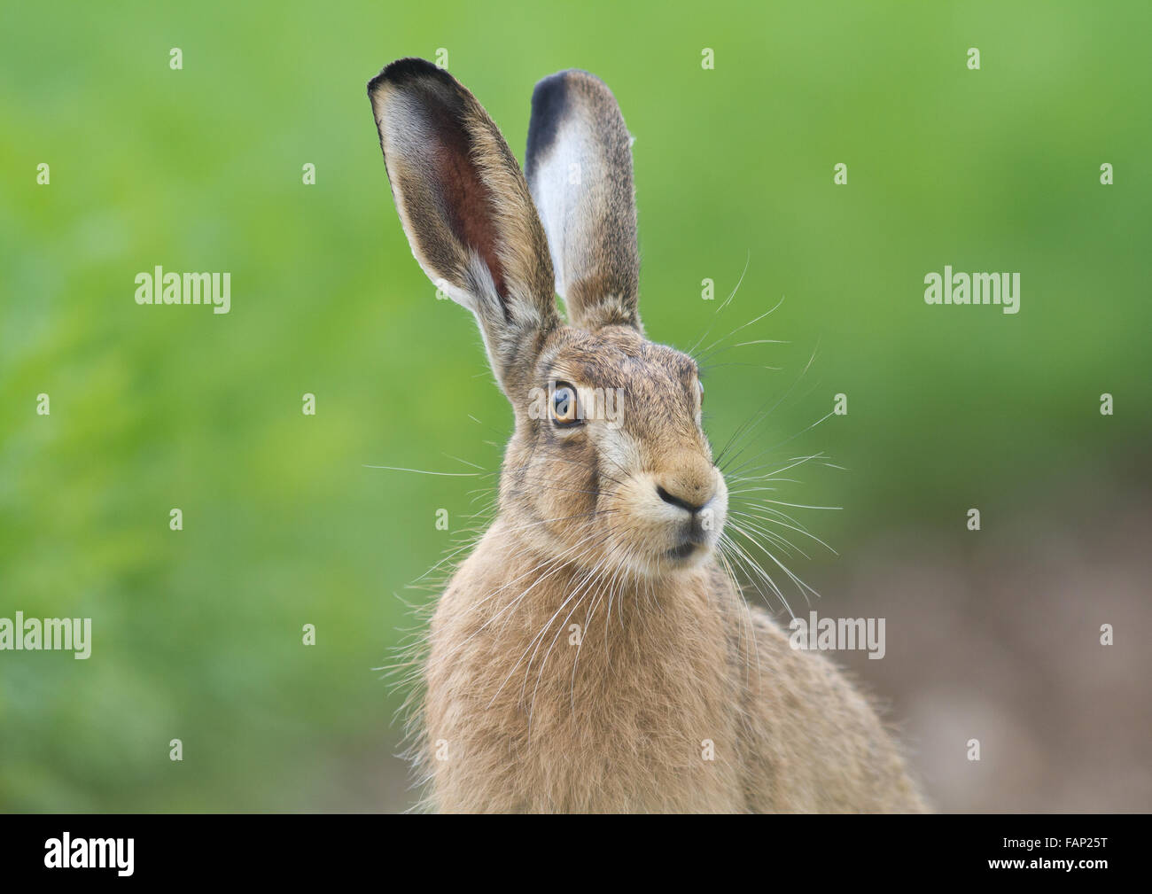 Closeup of Brown or Common Hare in Carrot Crop Stock Photo - Alamy