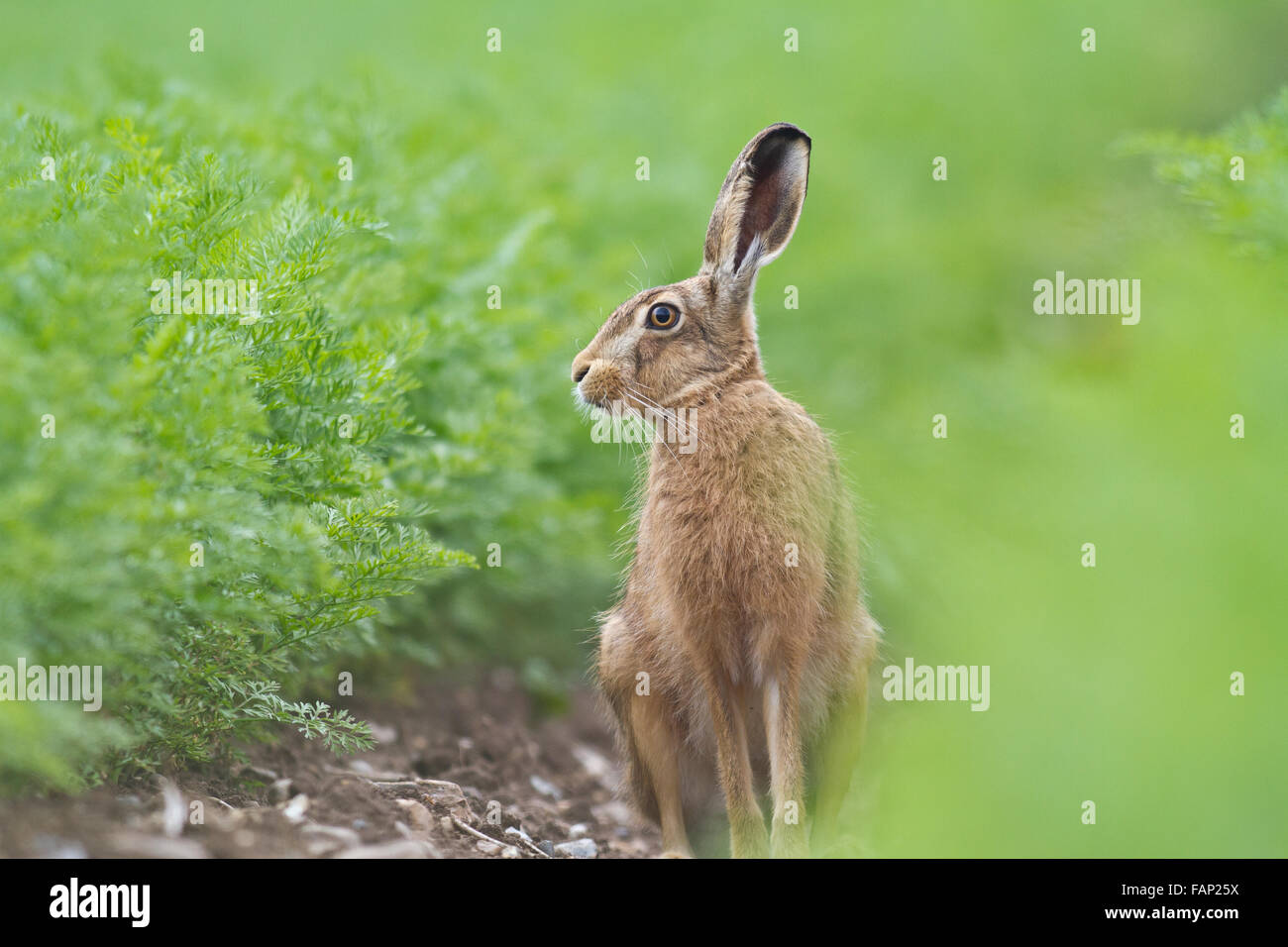 Brown or Common Hare in Carrot Crop Stock Photo - Alamy