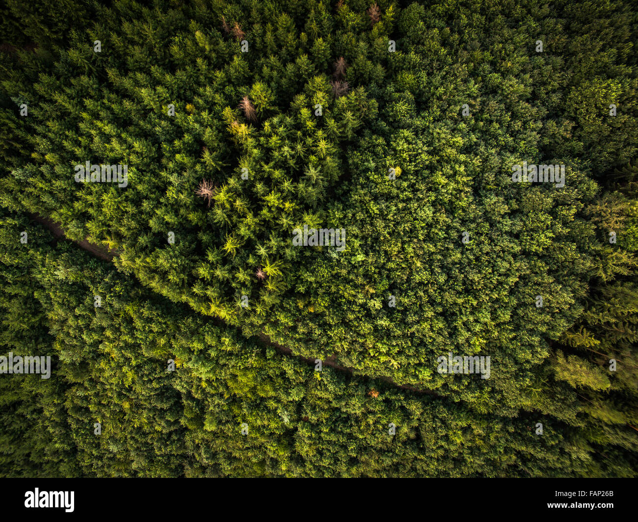 Aerial view of vast forests Stock Photo - Alamy