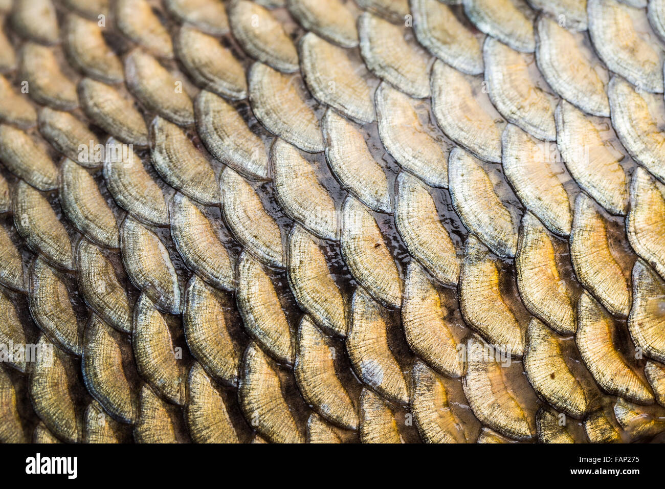 Carp fish scales grunge texture back ground Stock Photo - Alamy