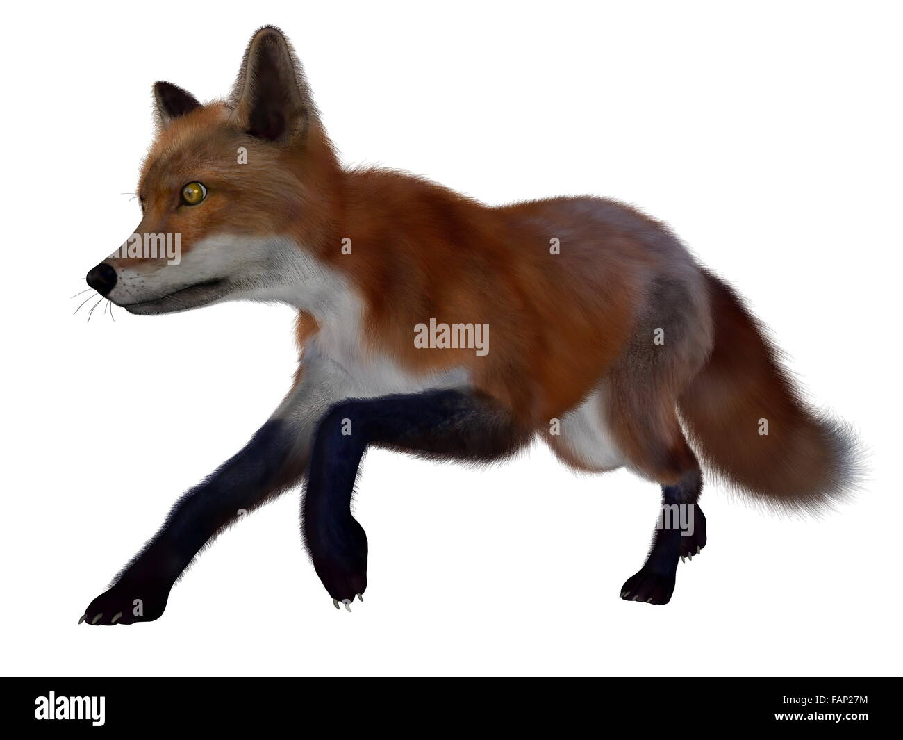 Red fox running isolated in white background - 3D render Stock Photo ...