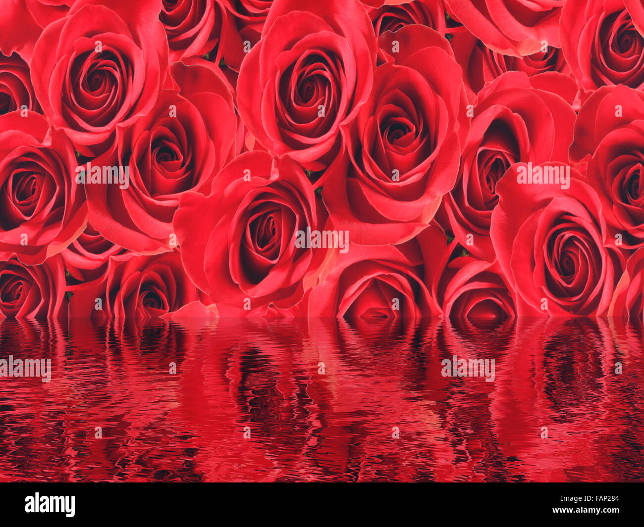 Red beautiful roses background with water reflection Stock Photo - Alamy