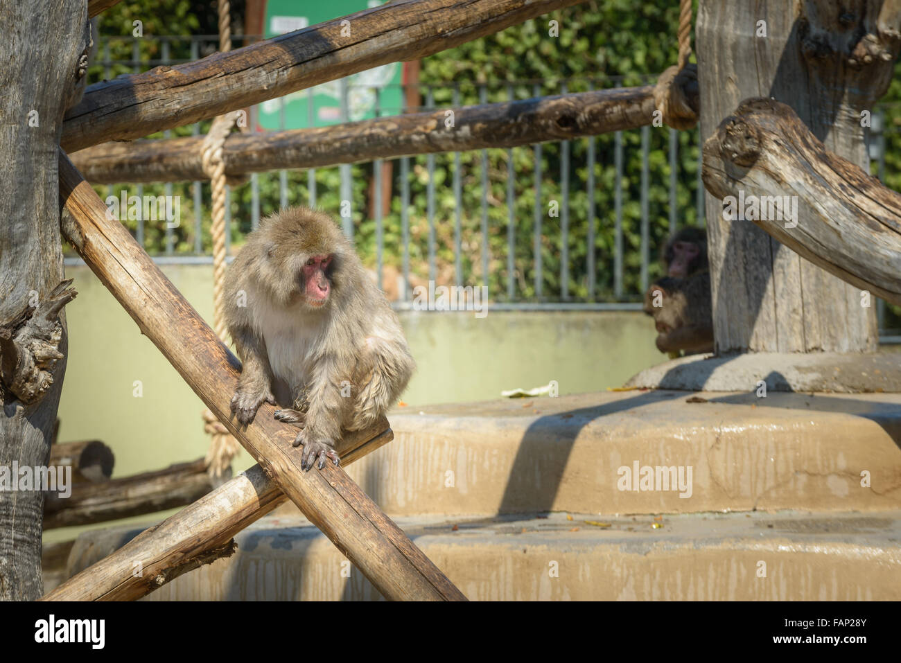 nice monkey sitting on a trunk watching around Stock Photo - Alamy