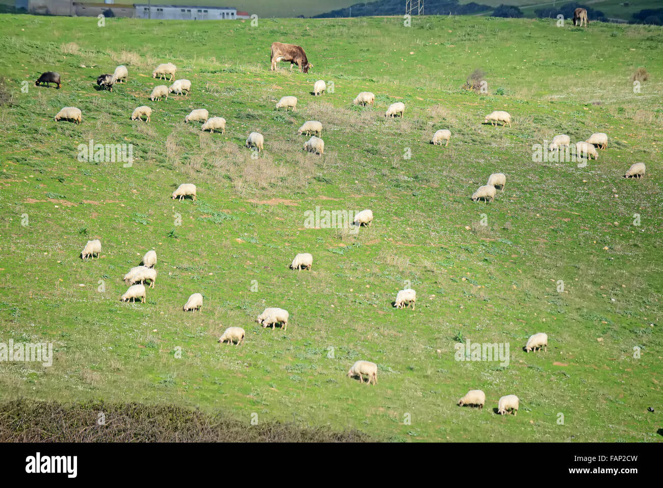 Sardinia sheep country hi-res stock photography and images - Alamy