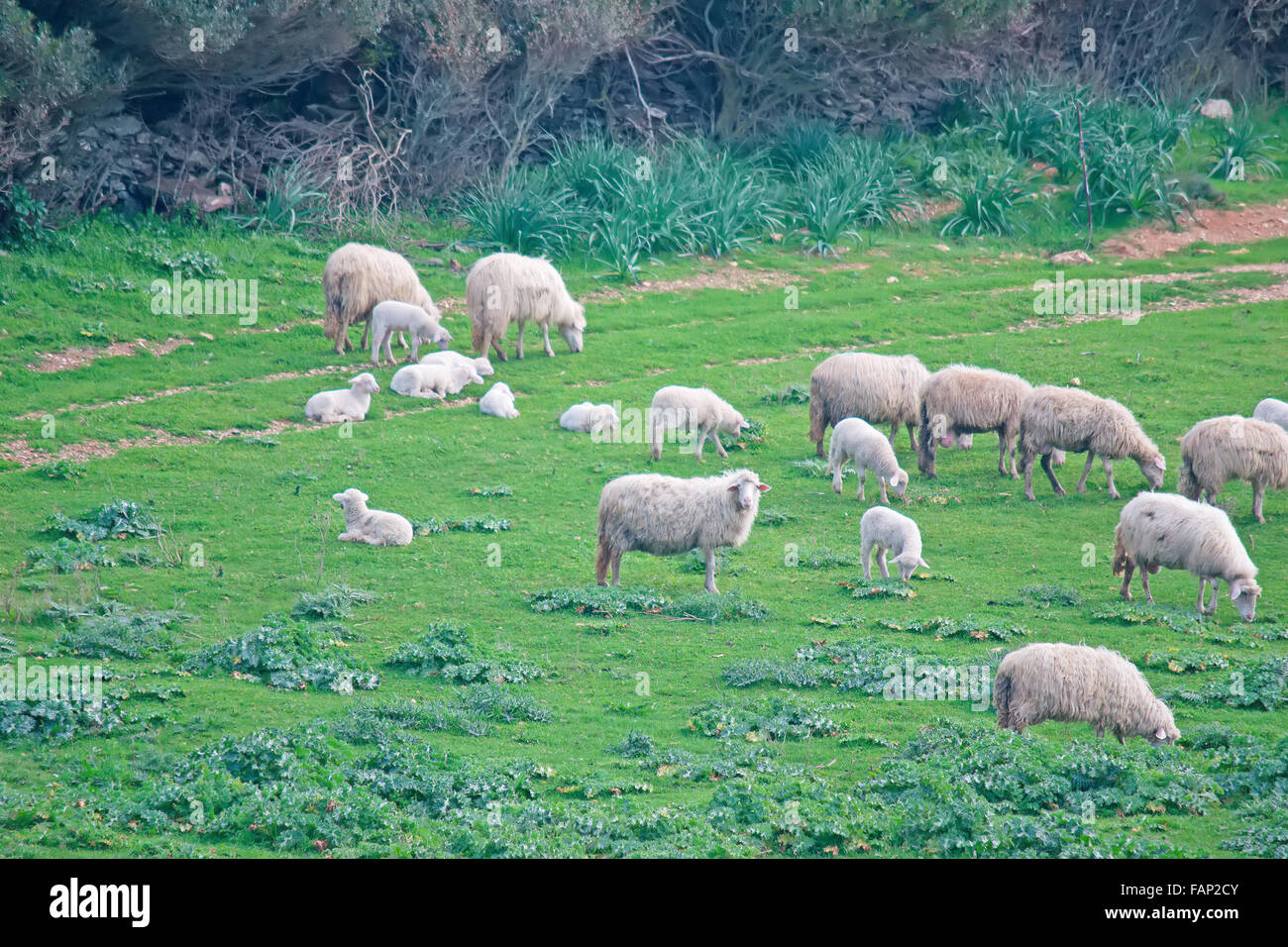 Sardinia sheep country hi-res stock photography and images - Alamy