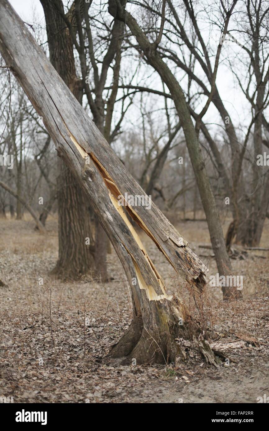 A split tree in a forest in Minnesota Stock Photo - Alamy