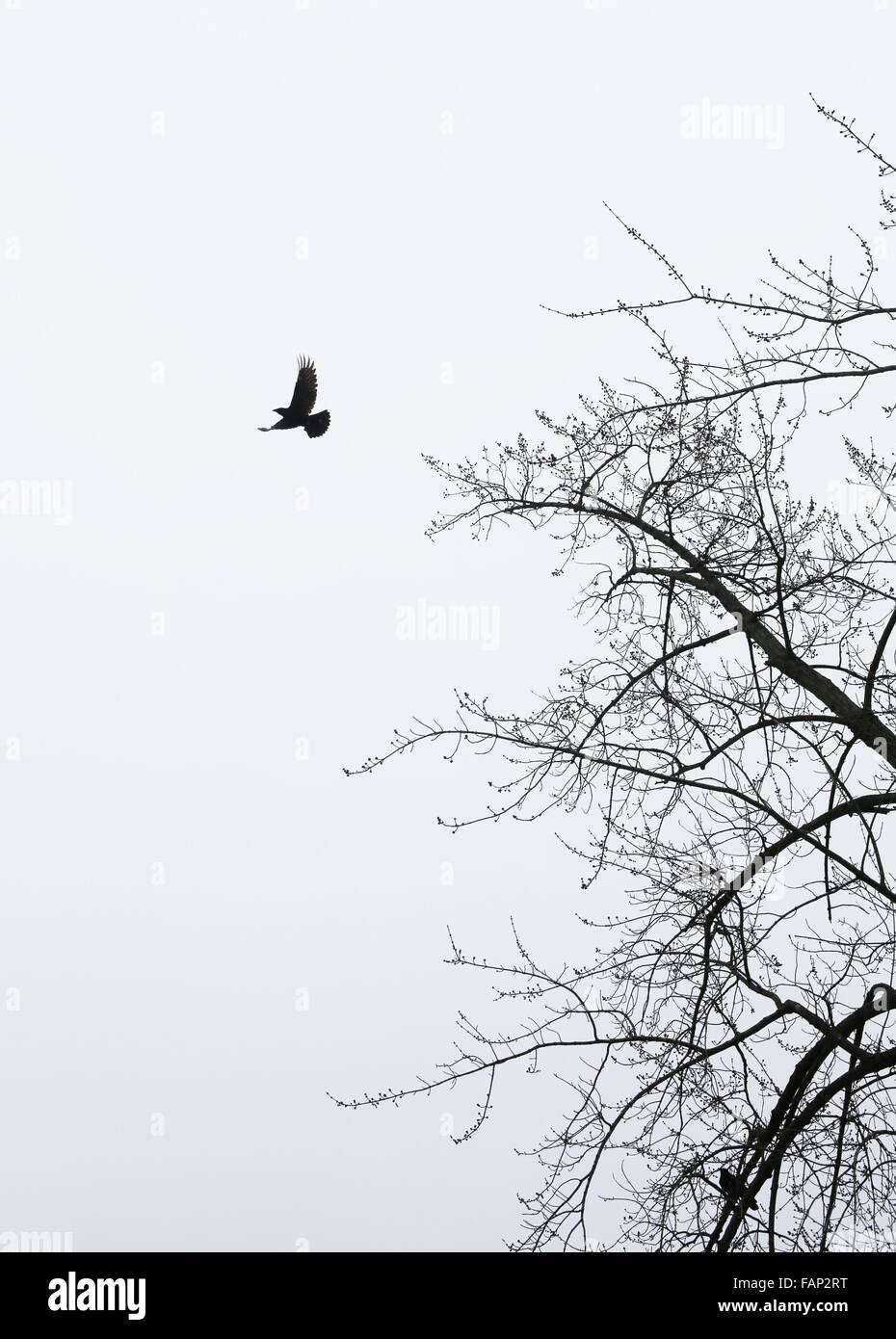 Crow Flying Stock Photos & Crow Flying Stock Images - Alamy