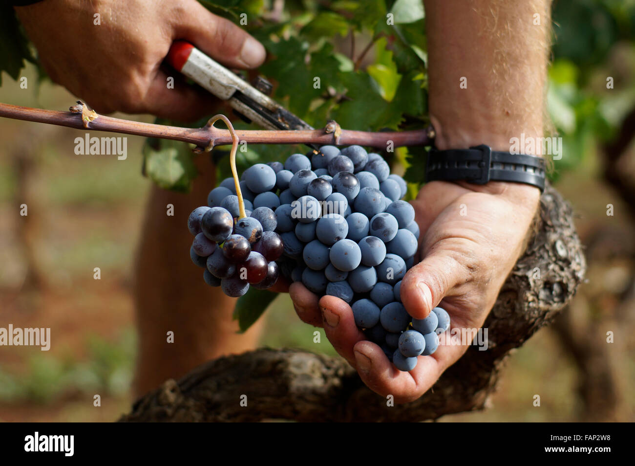 Black Grapes Man Stock Photos & Black Grapes Man Stock Images - Alamy