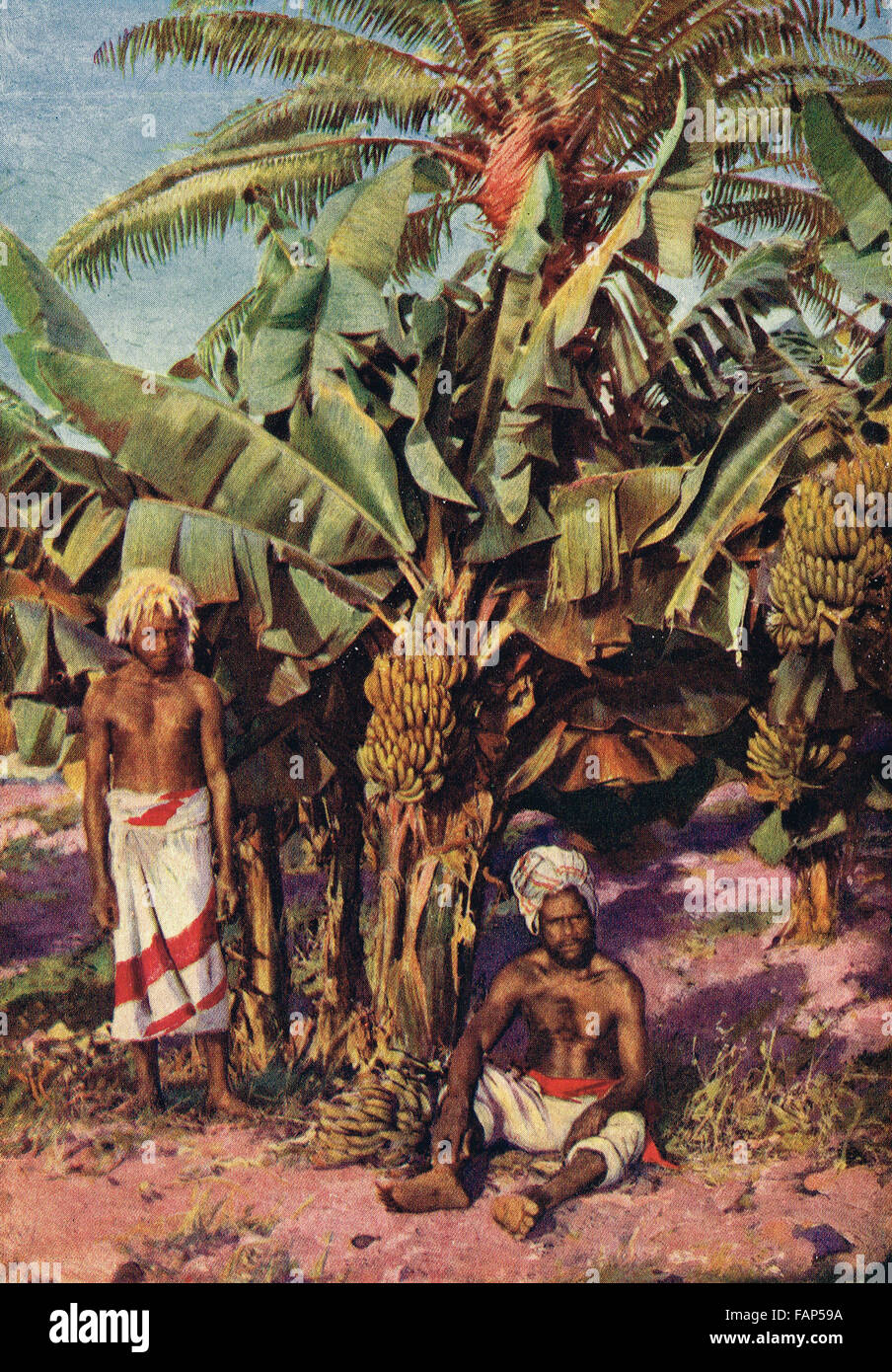 Banana Tree Fiji Islands circa 1915 Stock Photo - Alamy