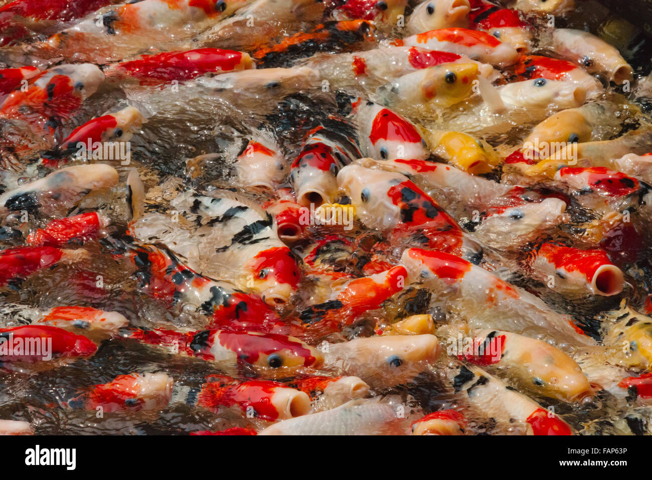 Koi fish lake hi-res stock photography and images - Alamy